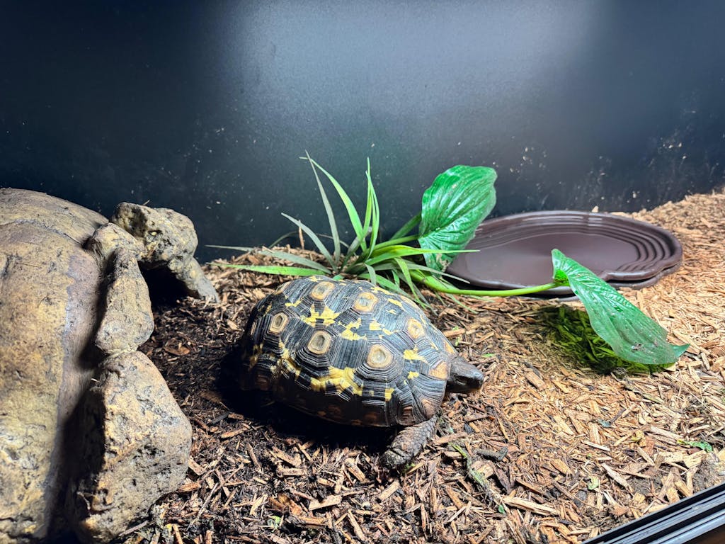 Collections – Toad Ranch