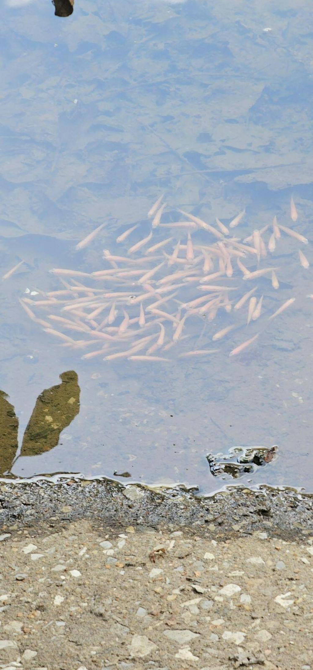 Live Rosie Red Minnows For Sale | Free Shipping | Live Arrival ...