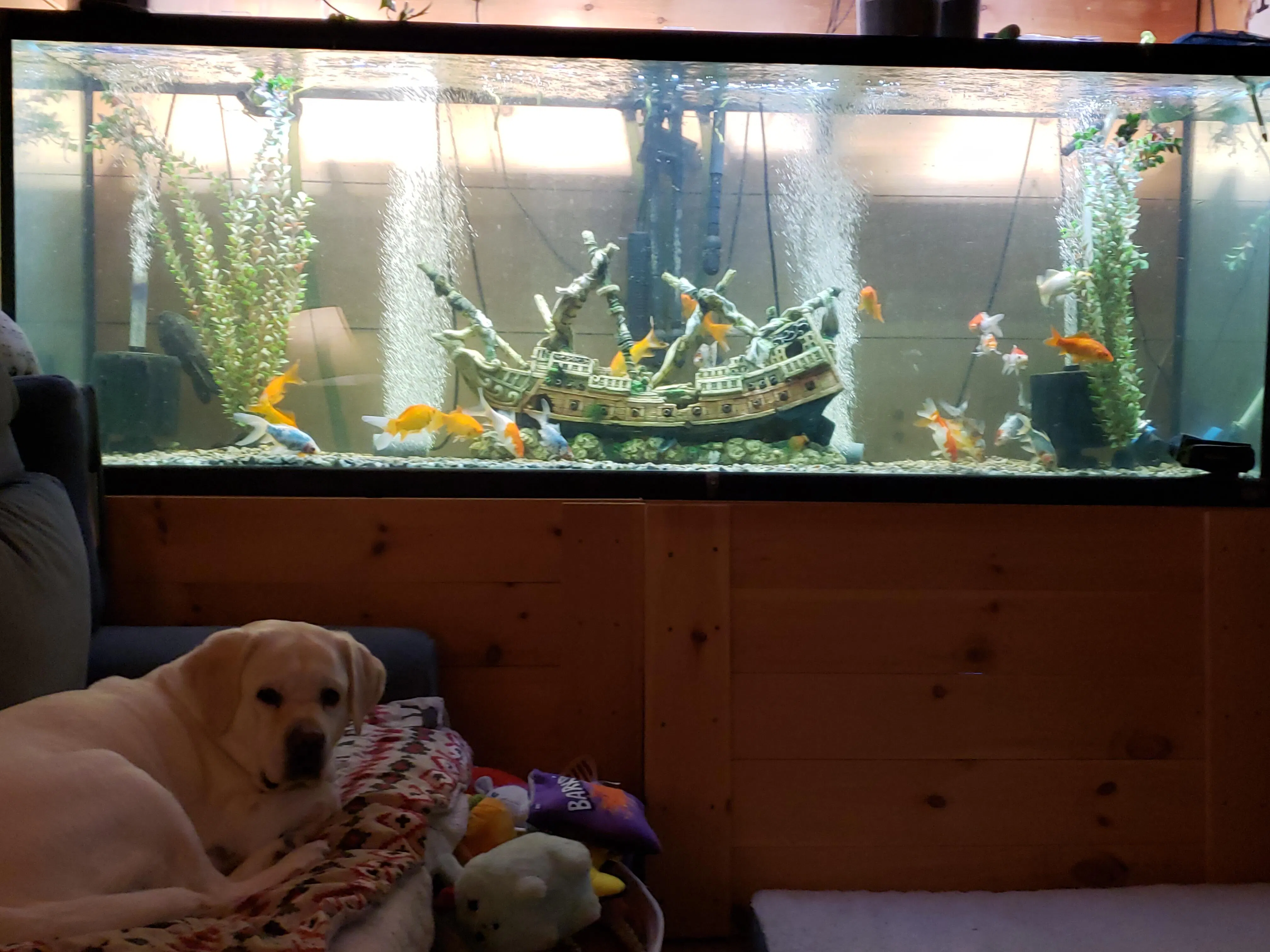 Goldfish Pond Pack For Sale | Live Arrival Guarantee – Toledo Goldfish