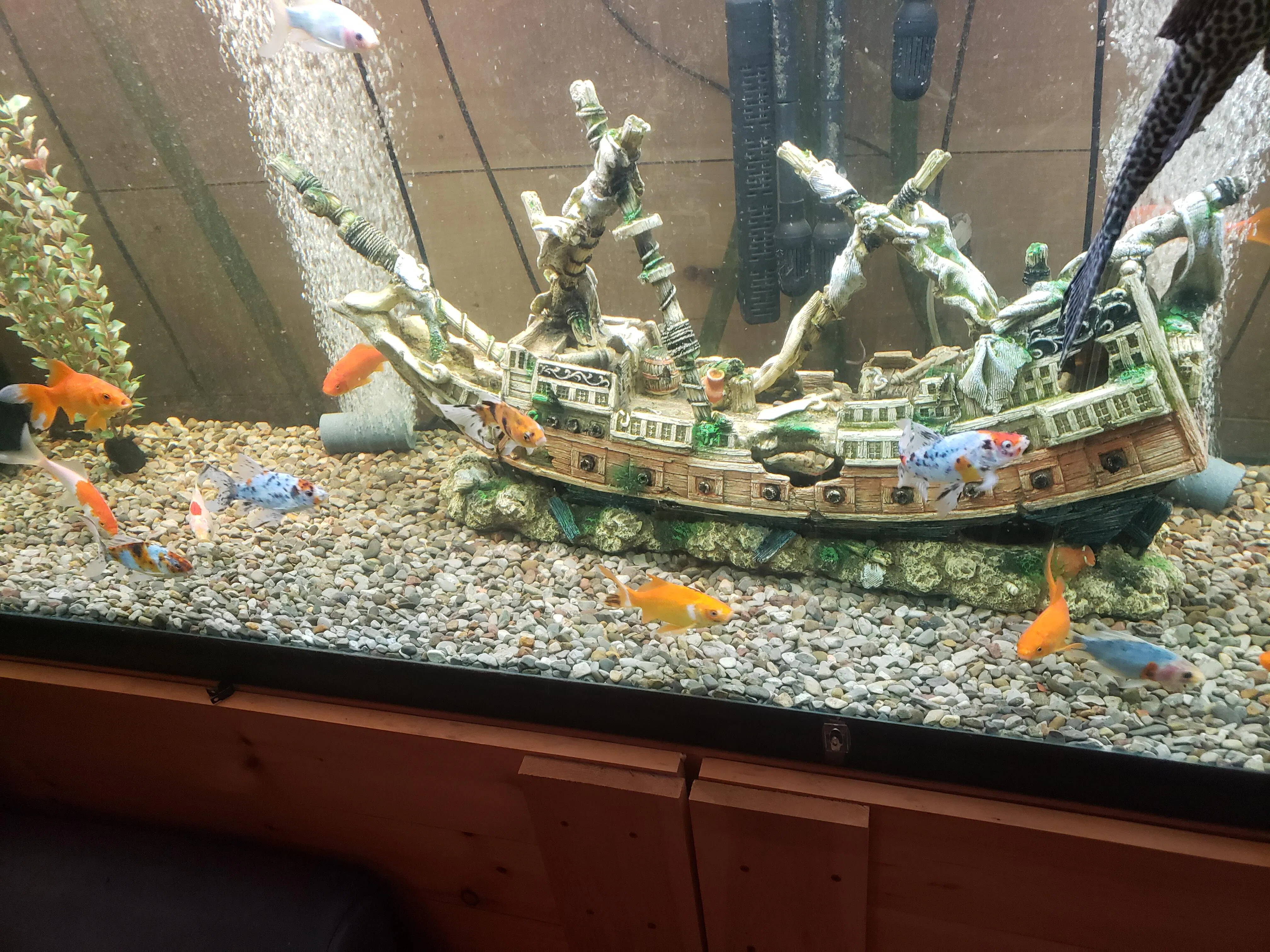 Goldfish Pond Pack For Sale | Live Arrival Guarantee – Toledo Goldfish