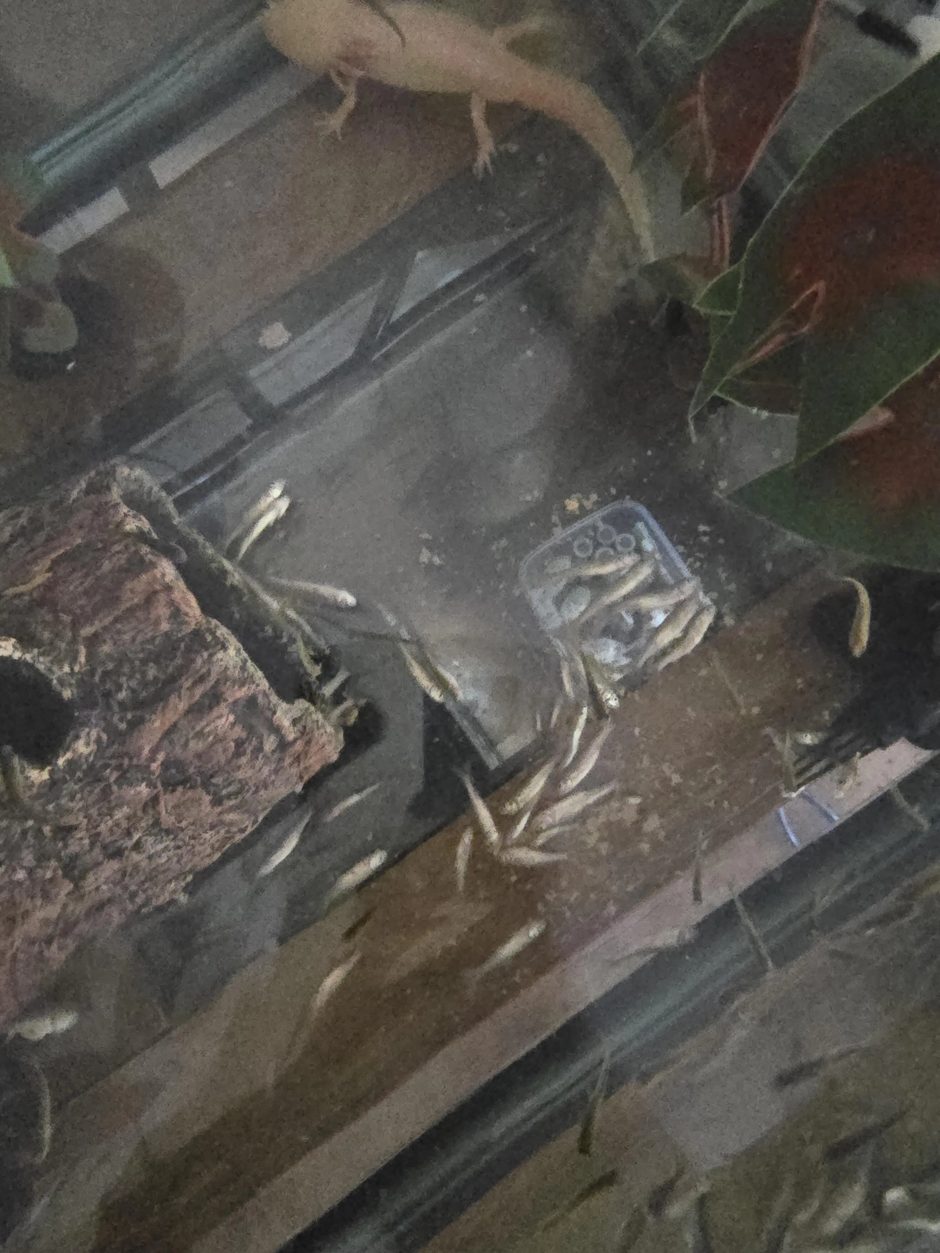 Live Black Fathead Minnows For Sale | Pond Stocking | Live Tuffies or ...