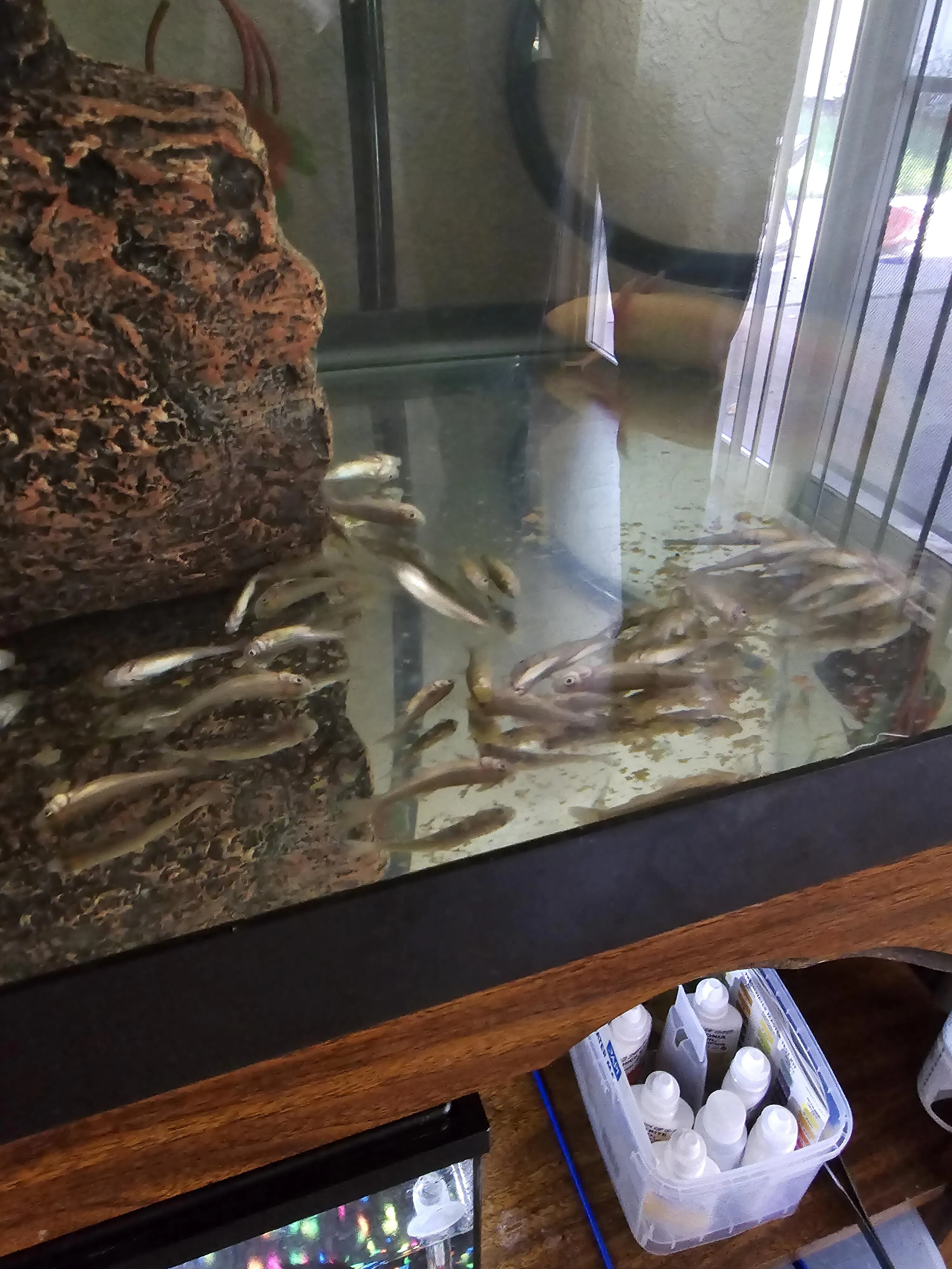 Live Black Fathead Minnows For Sale | Pond Stocking | Live Tuffies or ...