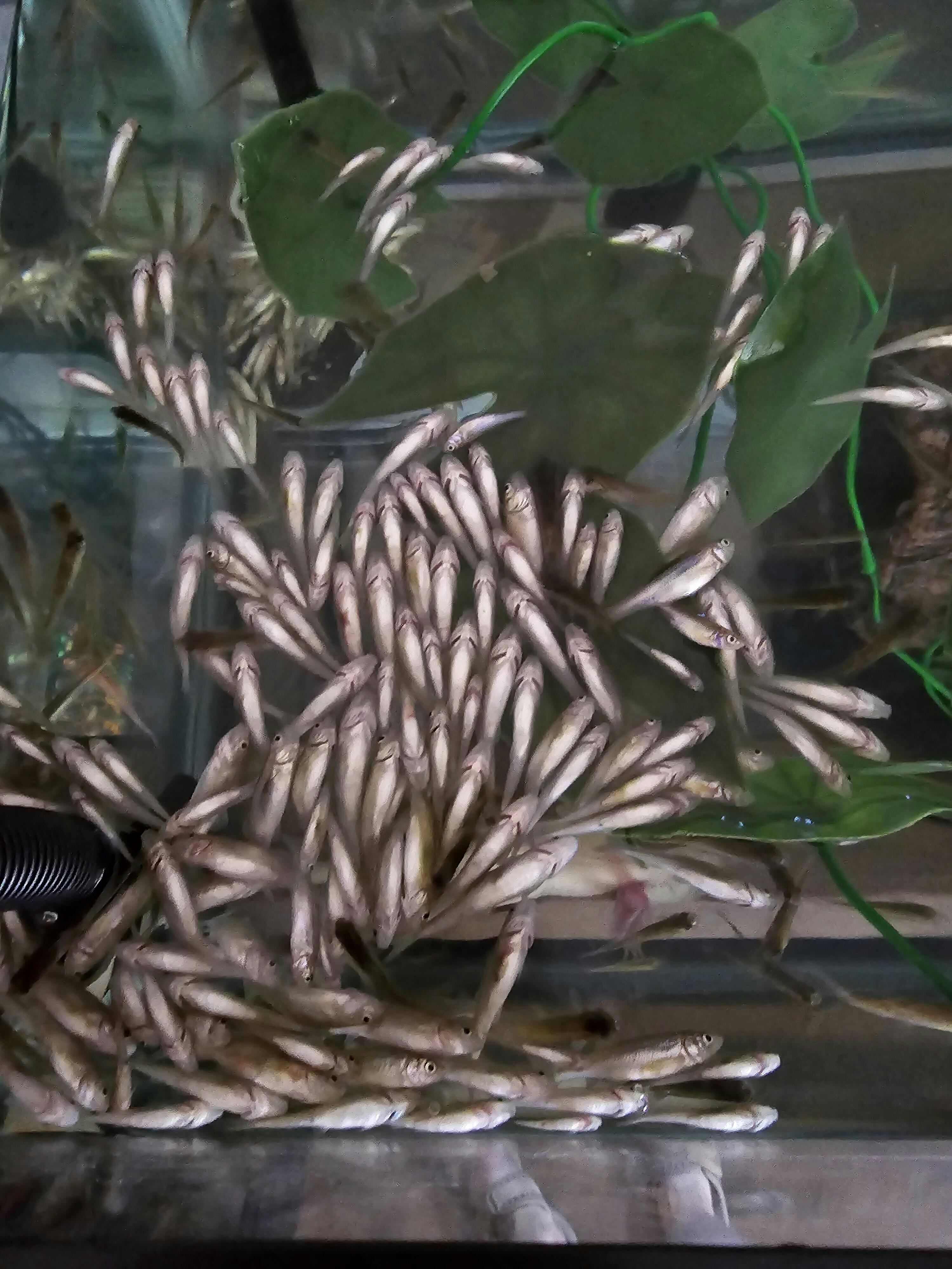 Live Black Fathead Minnows For Sale | Pond Stocking | Live Tuffies or ...