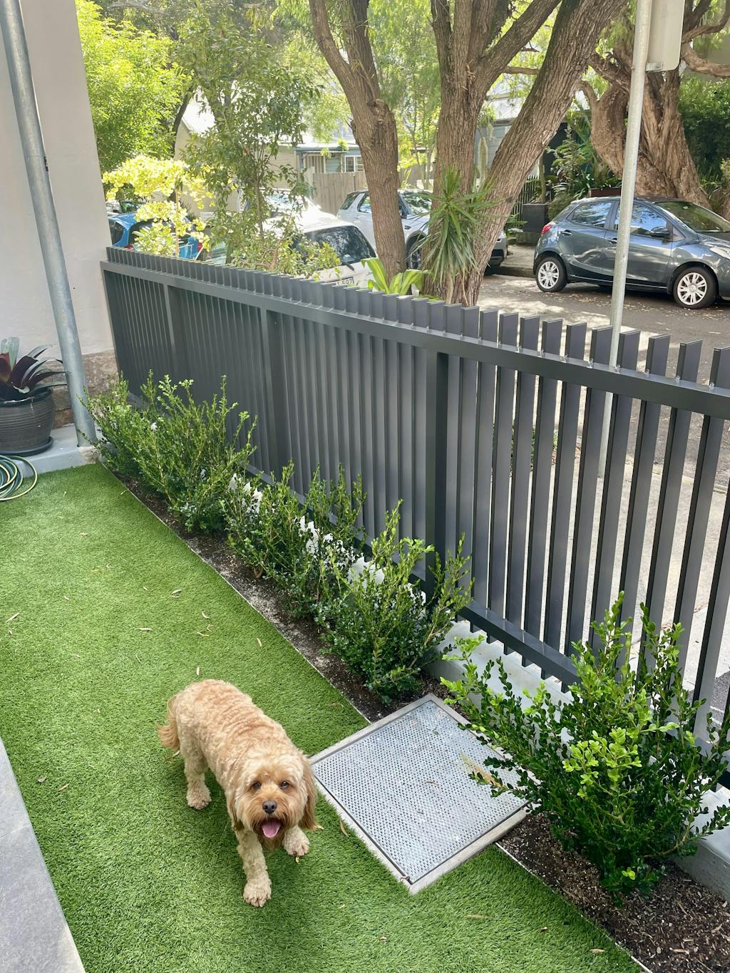 TOPBUXUS GROW 500G – topbuxus au