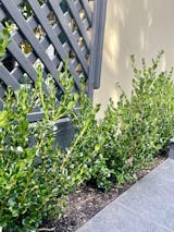 TOPBUXUS GROW 500G – topbuxus au