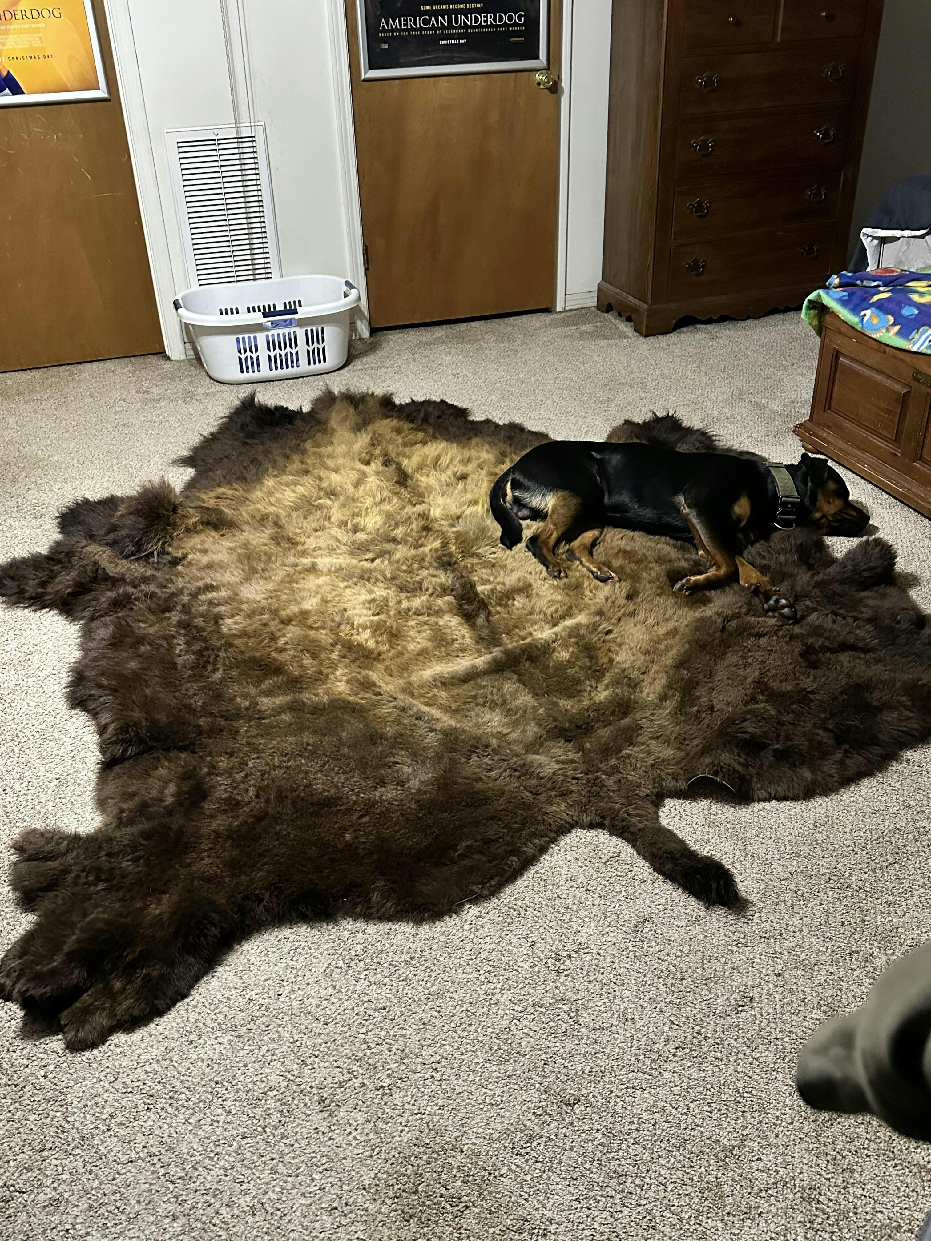 Buffalo Hides, Robes & Rugs - Natural