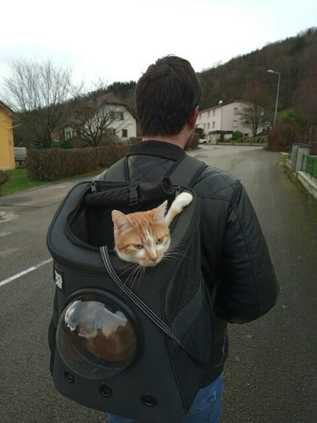 "The Fat Cat" Cat Backpack - For Larger Cats - Bubble Cat Carrier ...