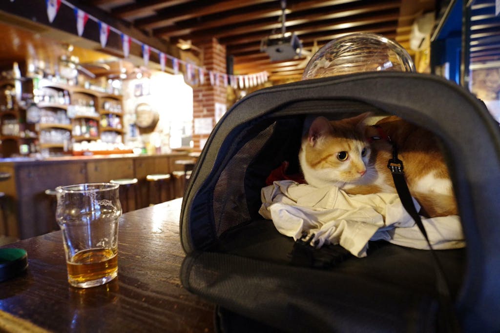 Stray x Travel Cat Backpack - Limited-Edition – Travel Cat | Your Cat ...