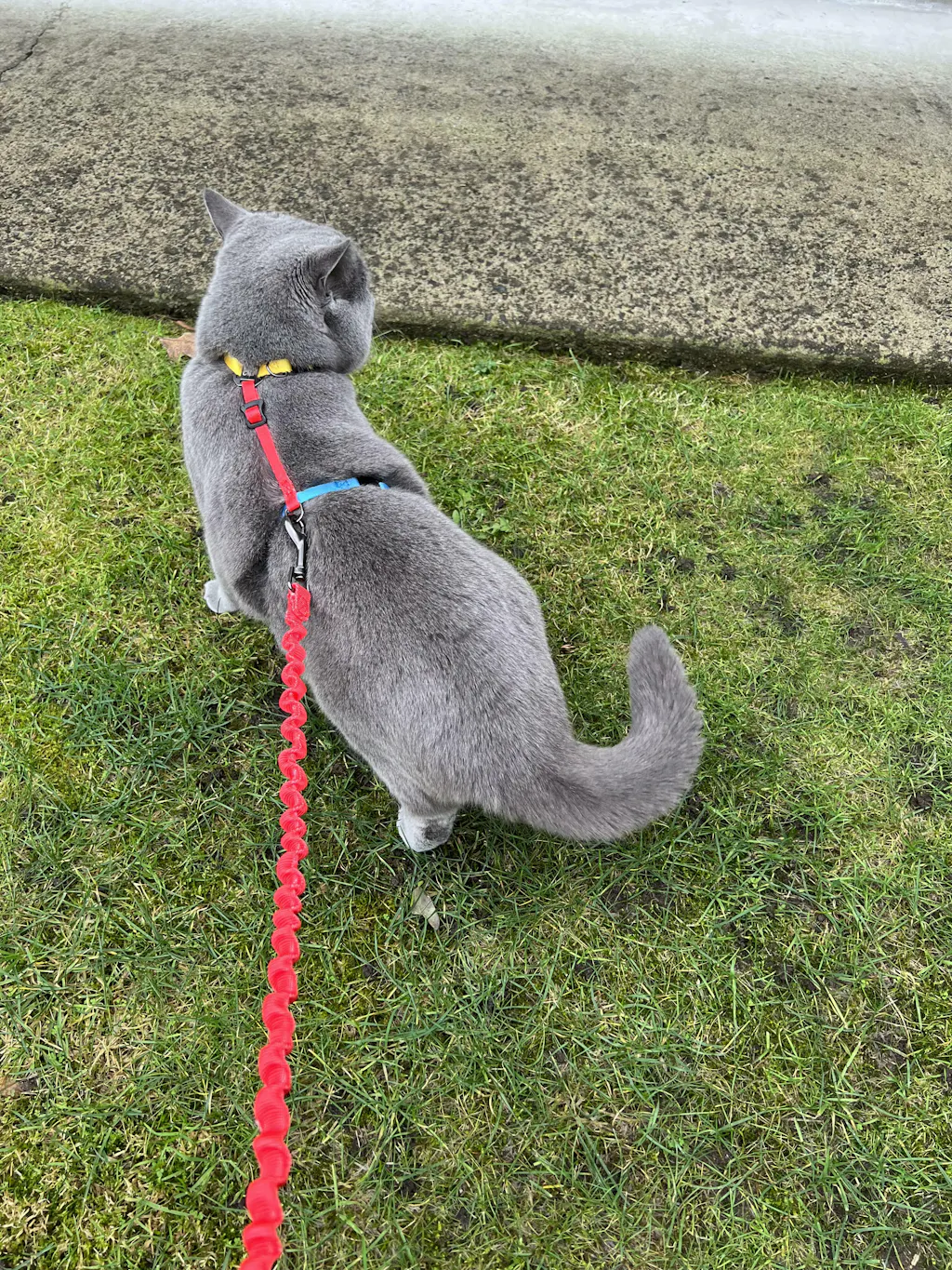 "The Day Tripper" Adjustable H-Style Cat Harness & Bungee Leash ...