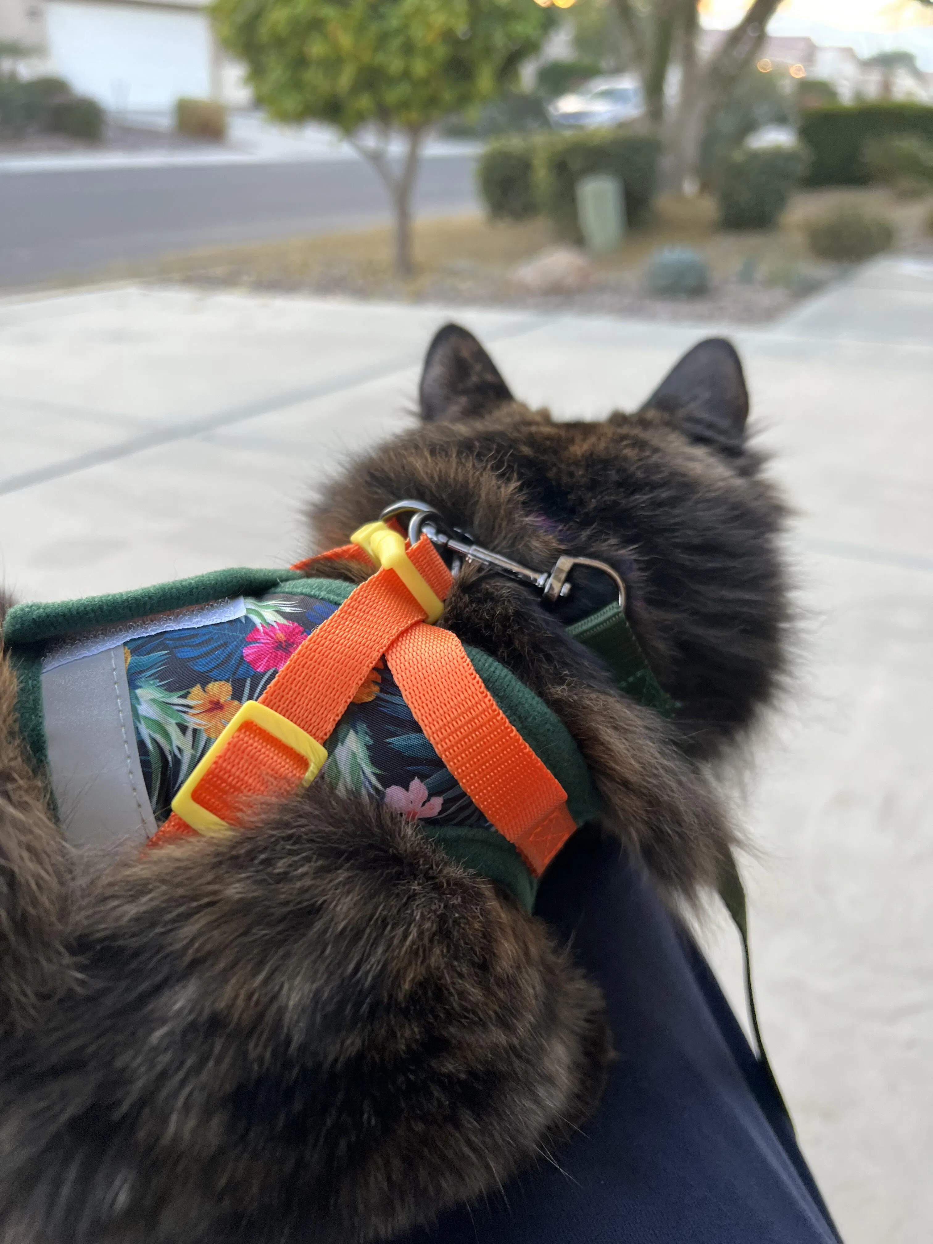 "The True Adventurer" Reflective Cat & Kitten Harness and Leash ...