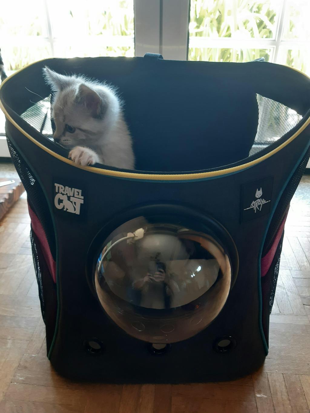 "The Fat Cat" Cat Backpack - For Larger Cats - Bubble Cat Carrier ...