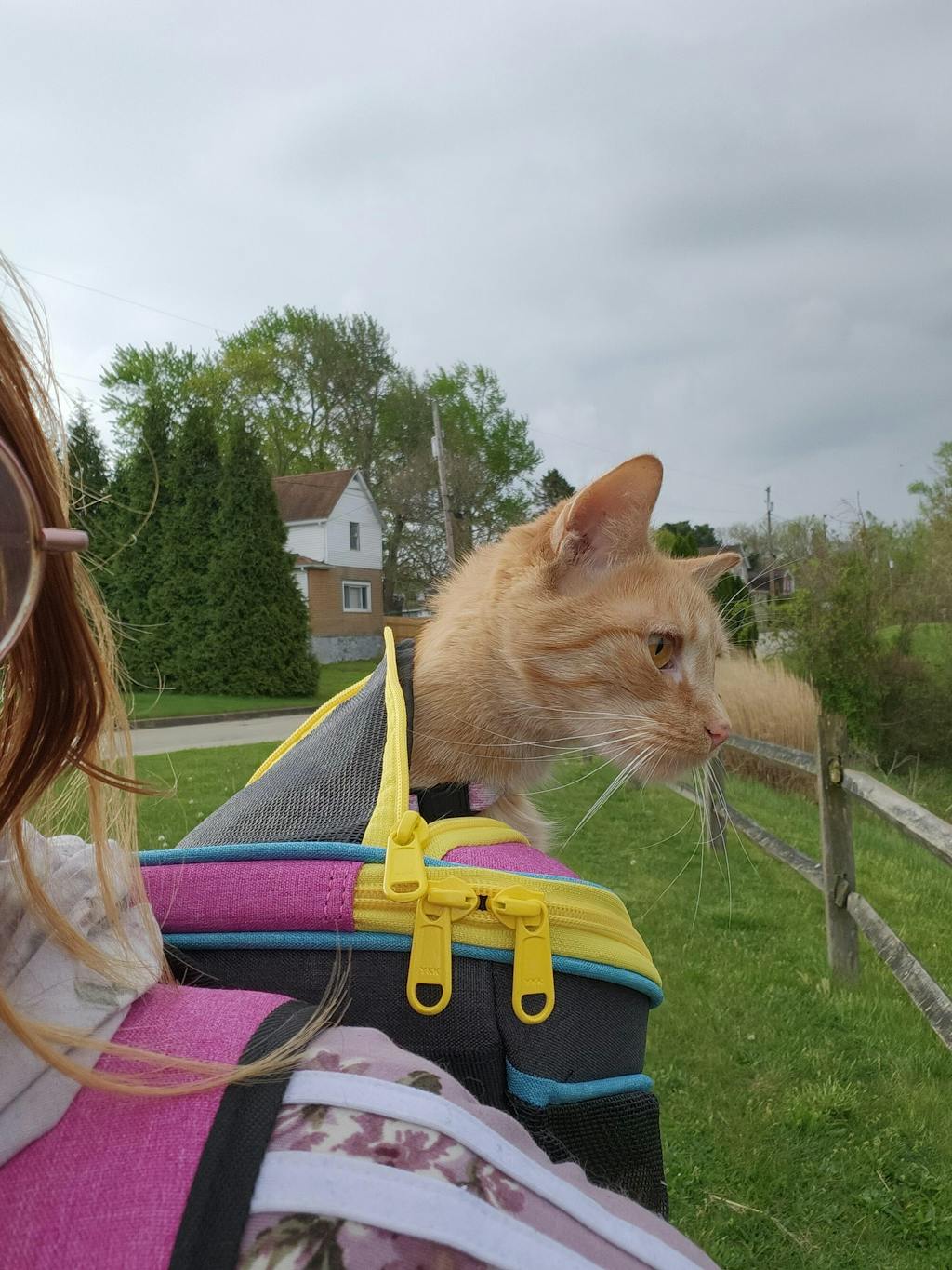 "The Fat Cat" Cat Backpack - For Larger Cats - Bubble Cat Carrier ...