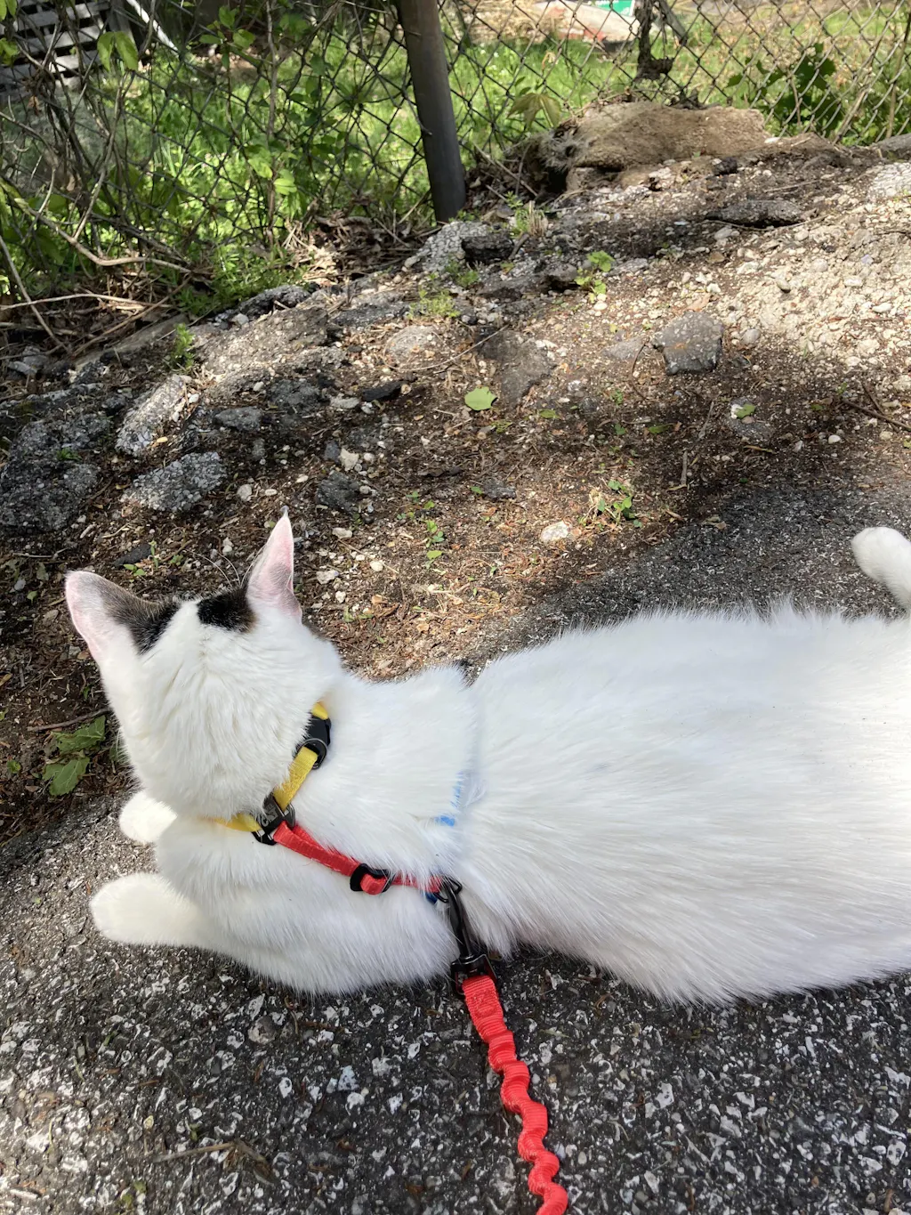 "The Day Tripper" Adjustable H-Style Cat Harness & Bungee Leash ...