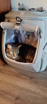 "The Navigator" Convertible Cat Backpack - For Adventurous Cats and Hu ...
