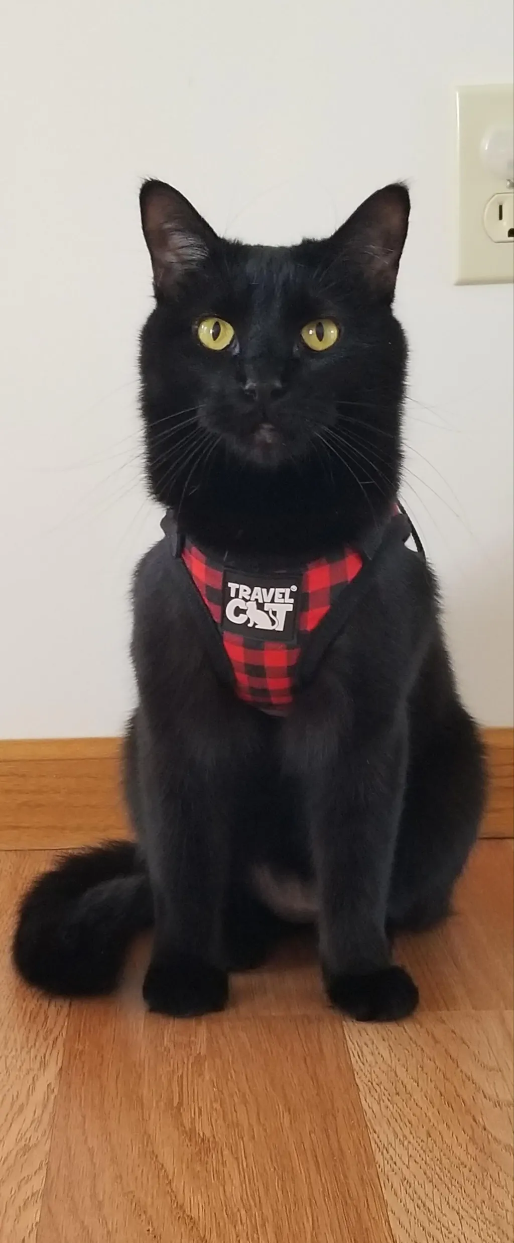 "The True Adventurer" Reflective Cat & Kitten Harness and Leash ...