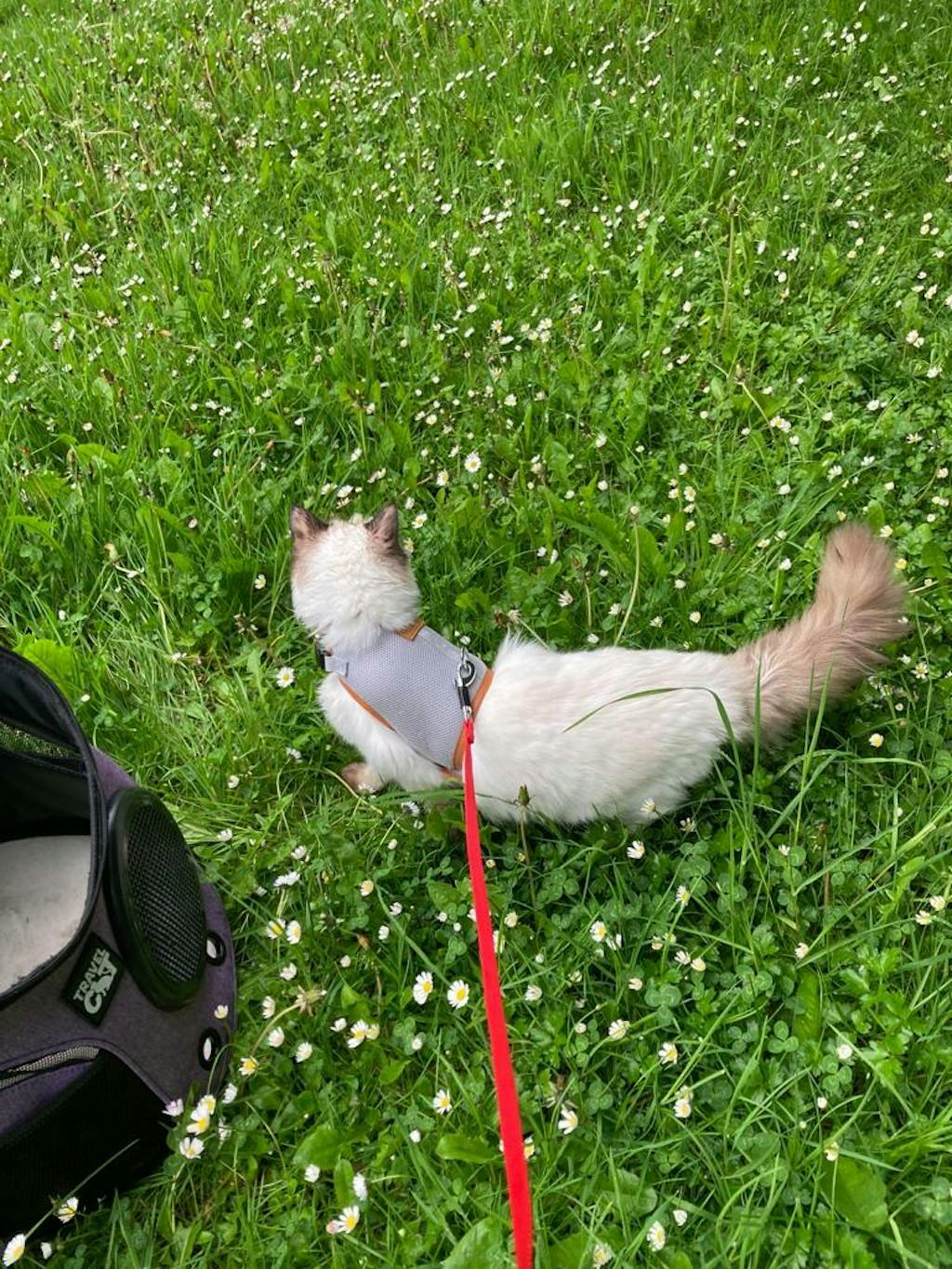 Stray x Travel Cat Backpack - Limited-Edition – Travel Cat | Your Cat ...