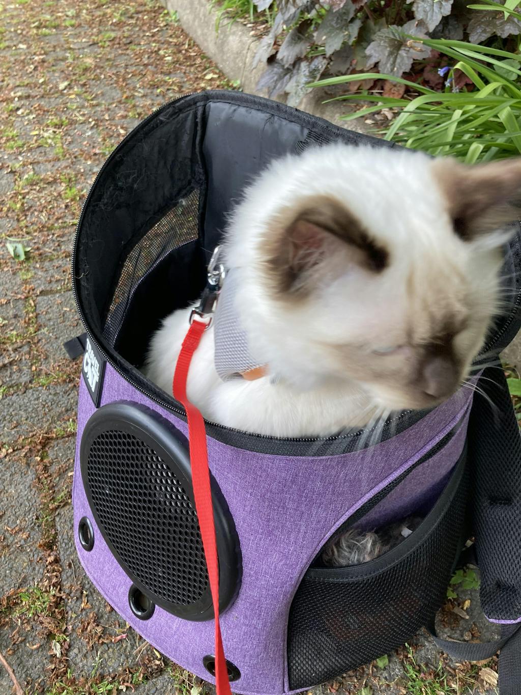 "The Fat Cat" Cat Backpack - For Larger Cats - Bubble Cat Carrier ...