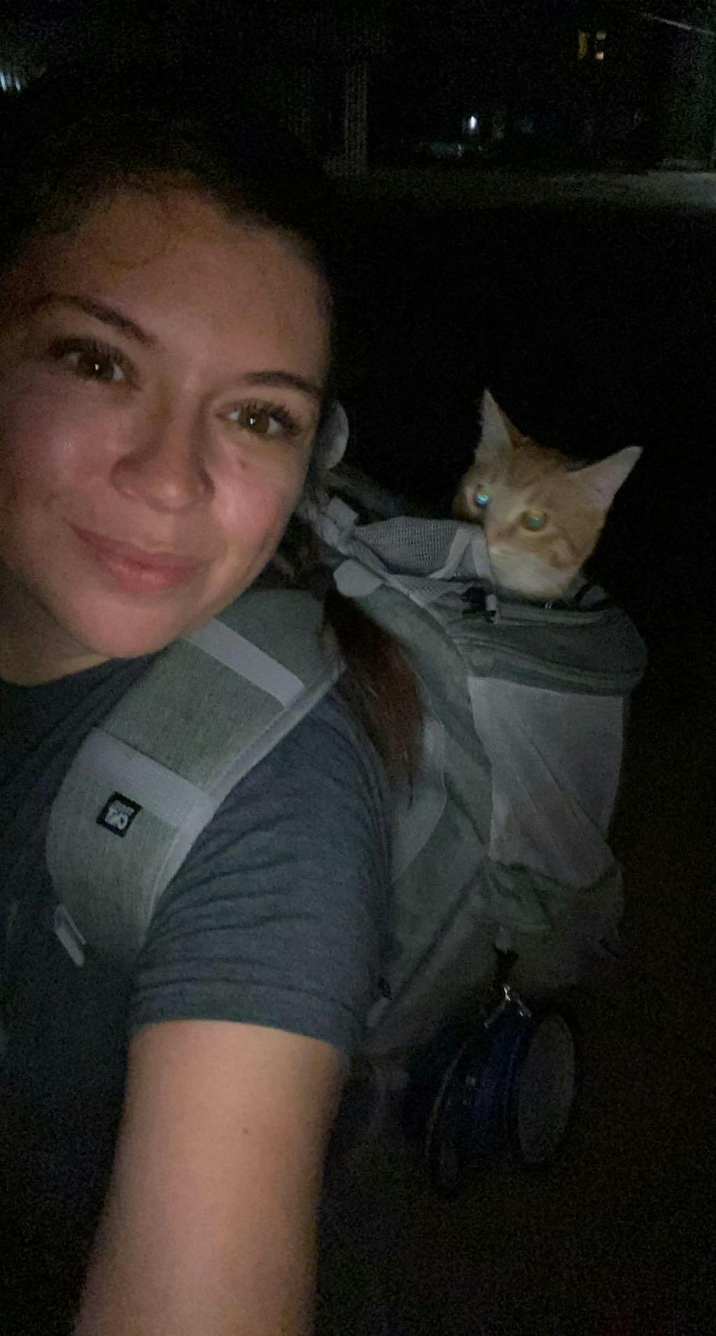 "The '90s Cat" Limited-Edition Harness & Leash Set – Travel Cat | Your ...