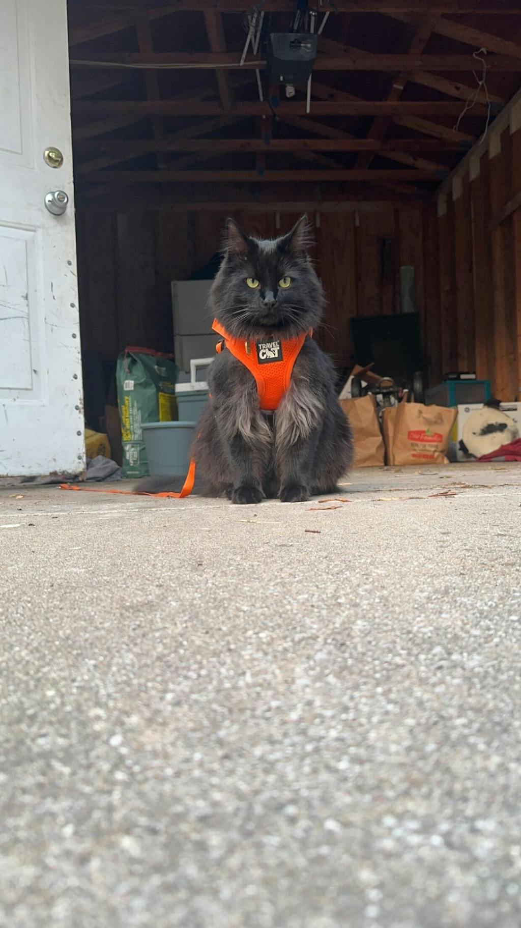 "The '90s Cat" Limited-Edition Harness & Leash Set – Travel Cat | Your ...