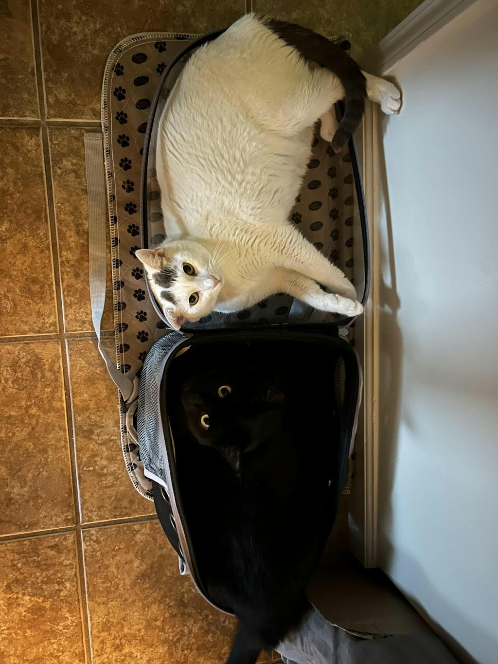 "The Day Tripper" Adjustable H-Style Cat Harness & Bungee Leash