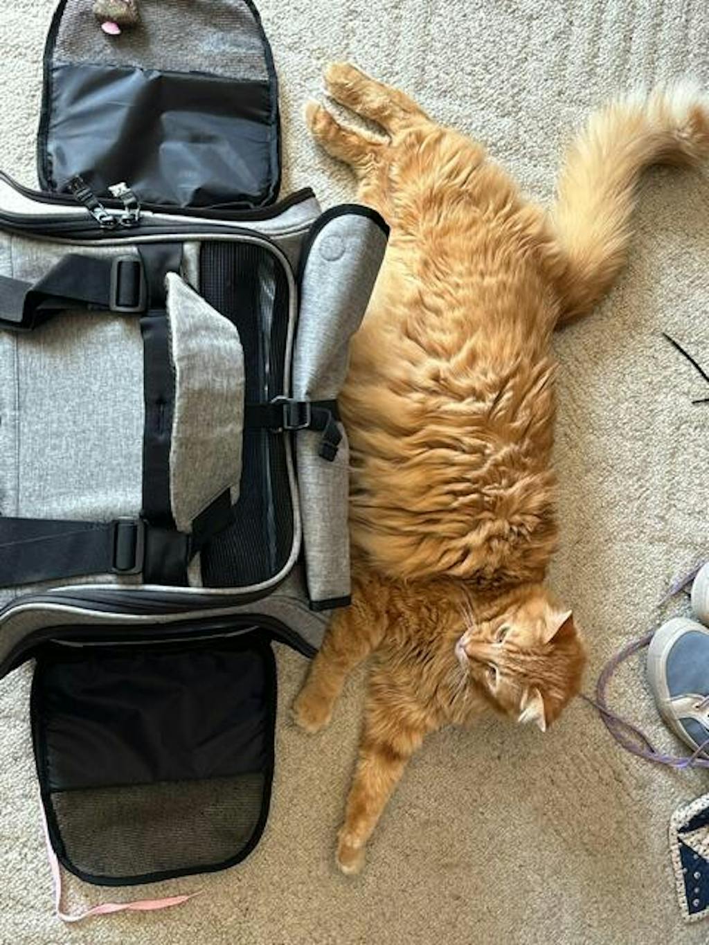 "The Transpurrter" Ultimate Calming Convertible Cat Carrier in Heather