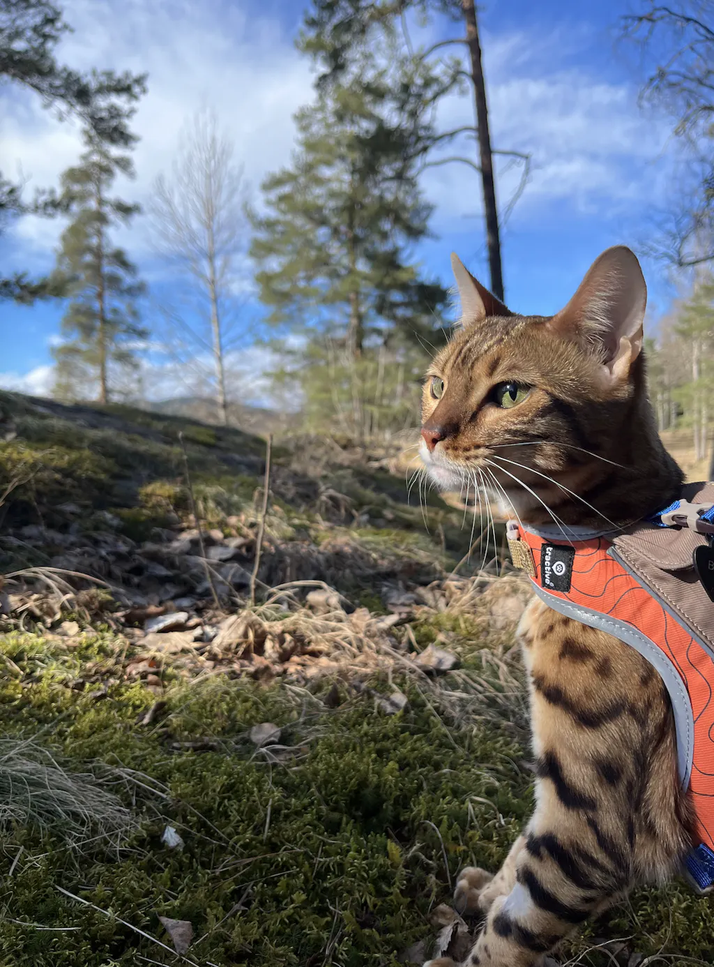 "The Pathfinder" Cat Harness with GPS Tracker Pocket - Powered by Trac