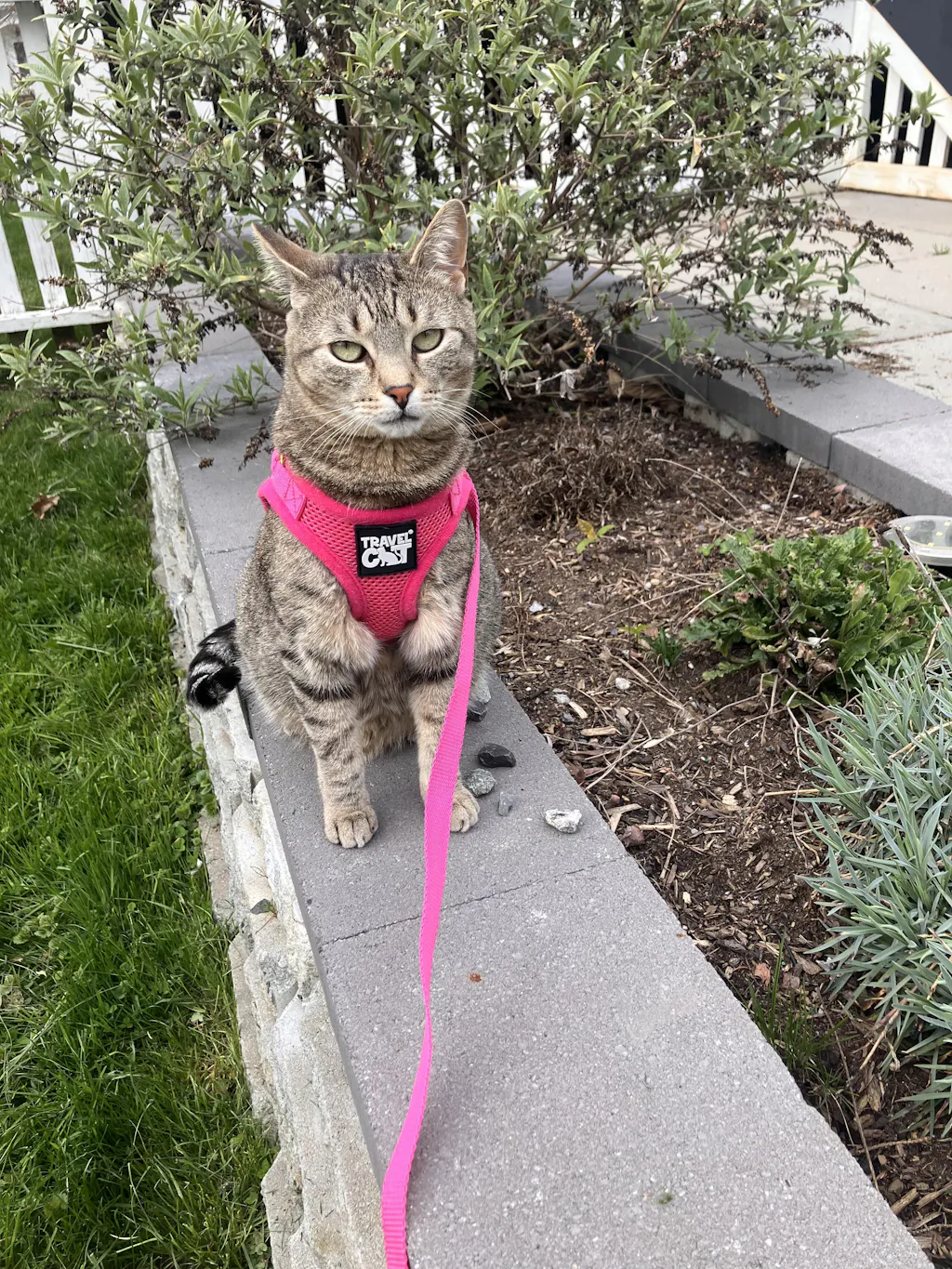 "The True Adventurer" Reflective Cat & Kitten Harness and Leash