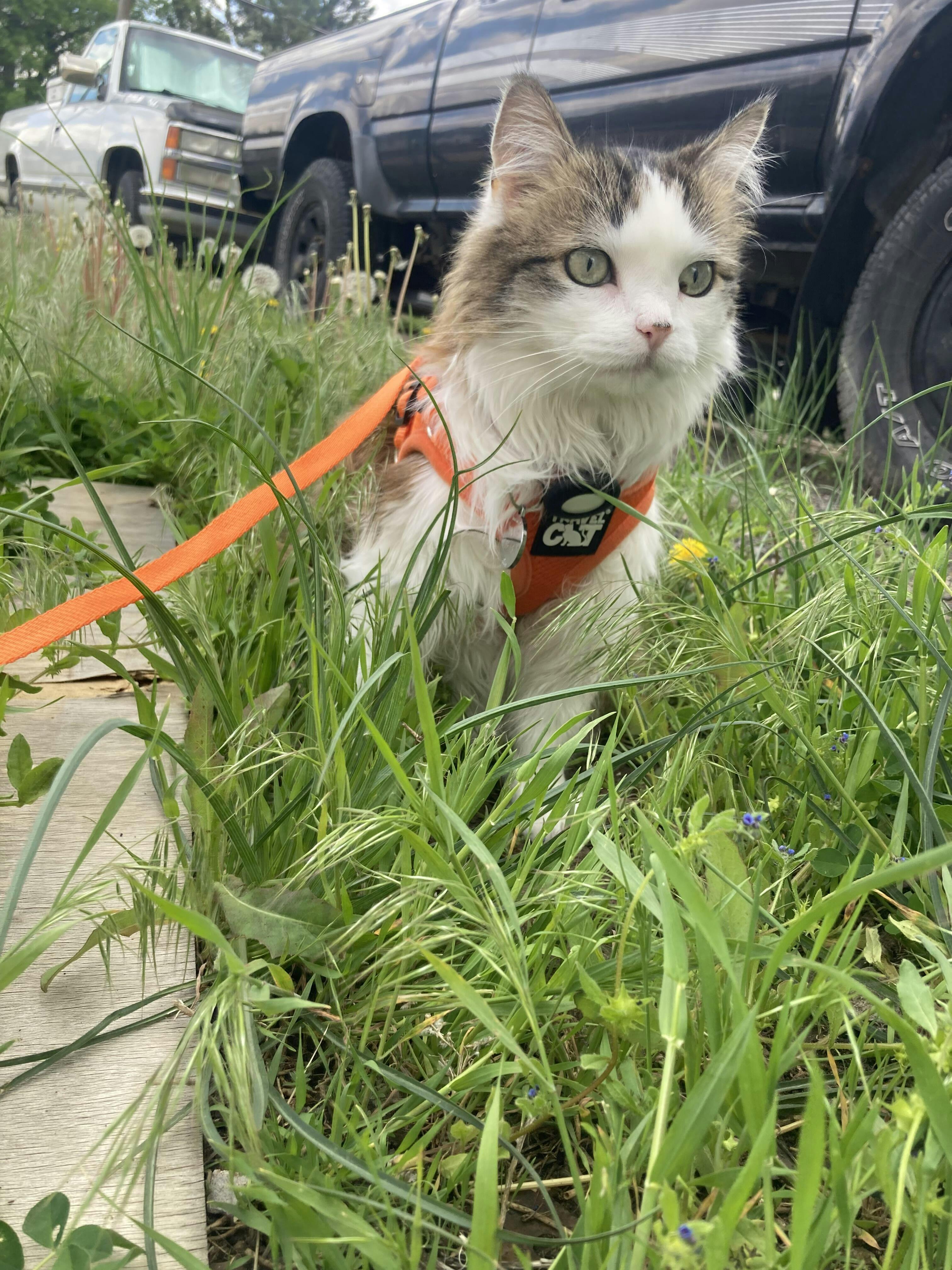 The Black True Adventurer" Reflective Cat & Kitten Harness and Leash
