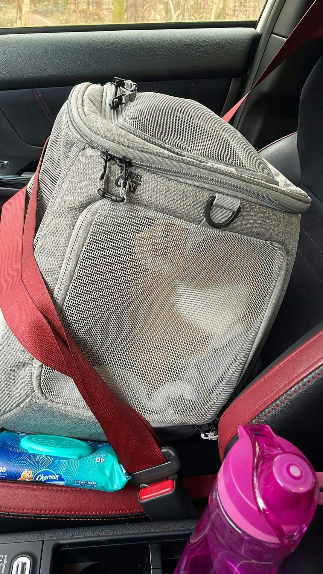 "The Navigator" Convertible Cat Backpack - For Adventurous Cats and Hu