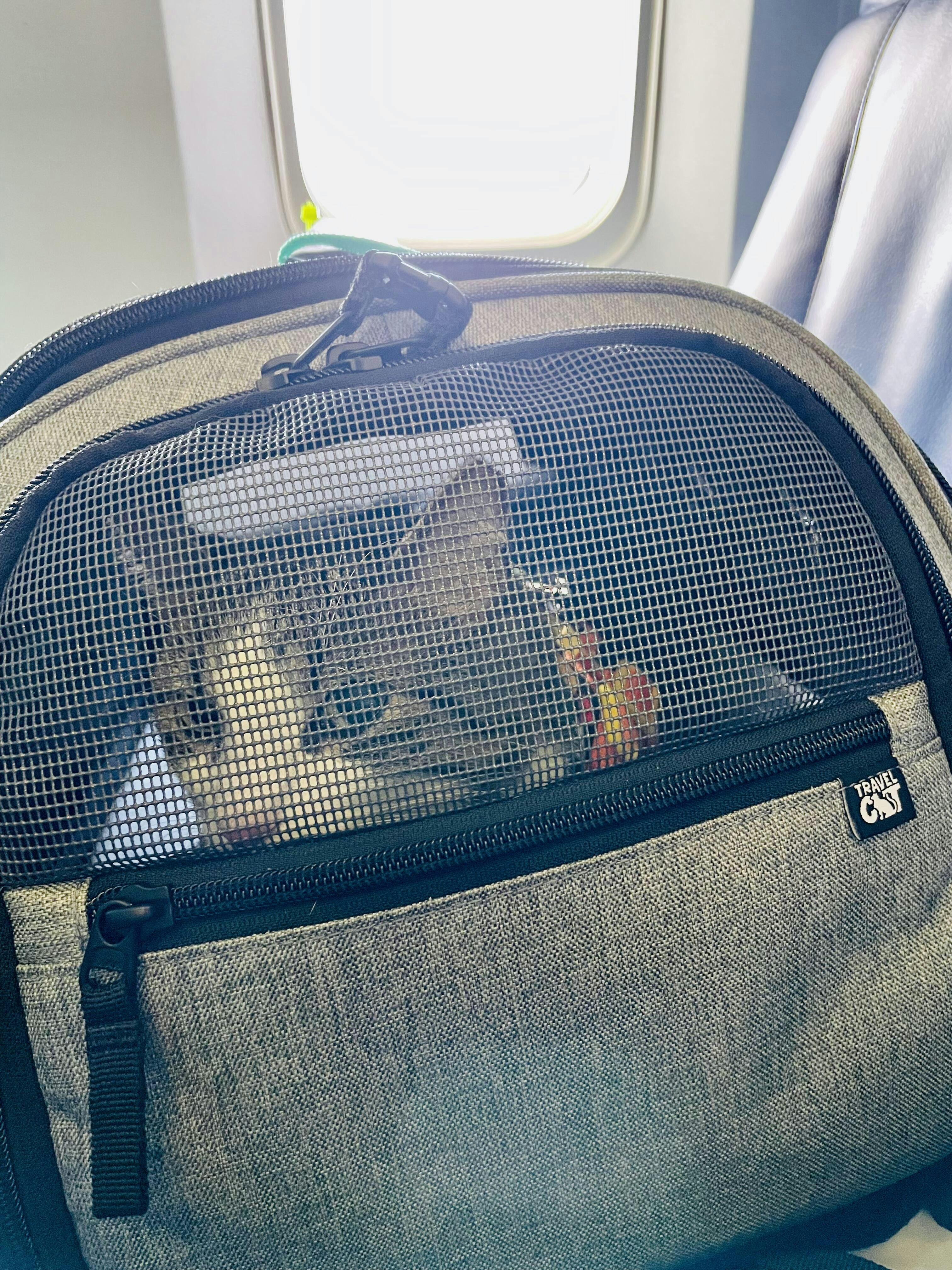"The Transpurrter" Ultimate Calming Convertible Cat Carrier in Heather