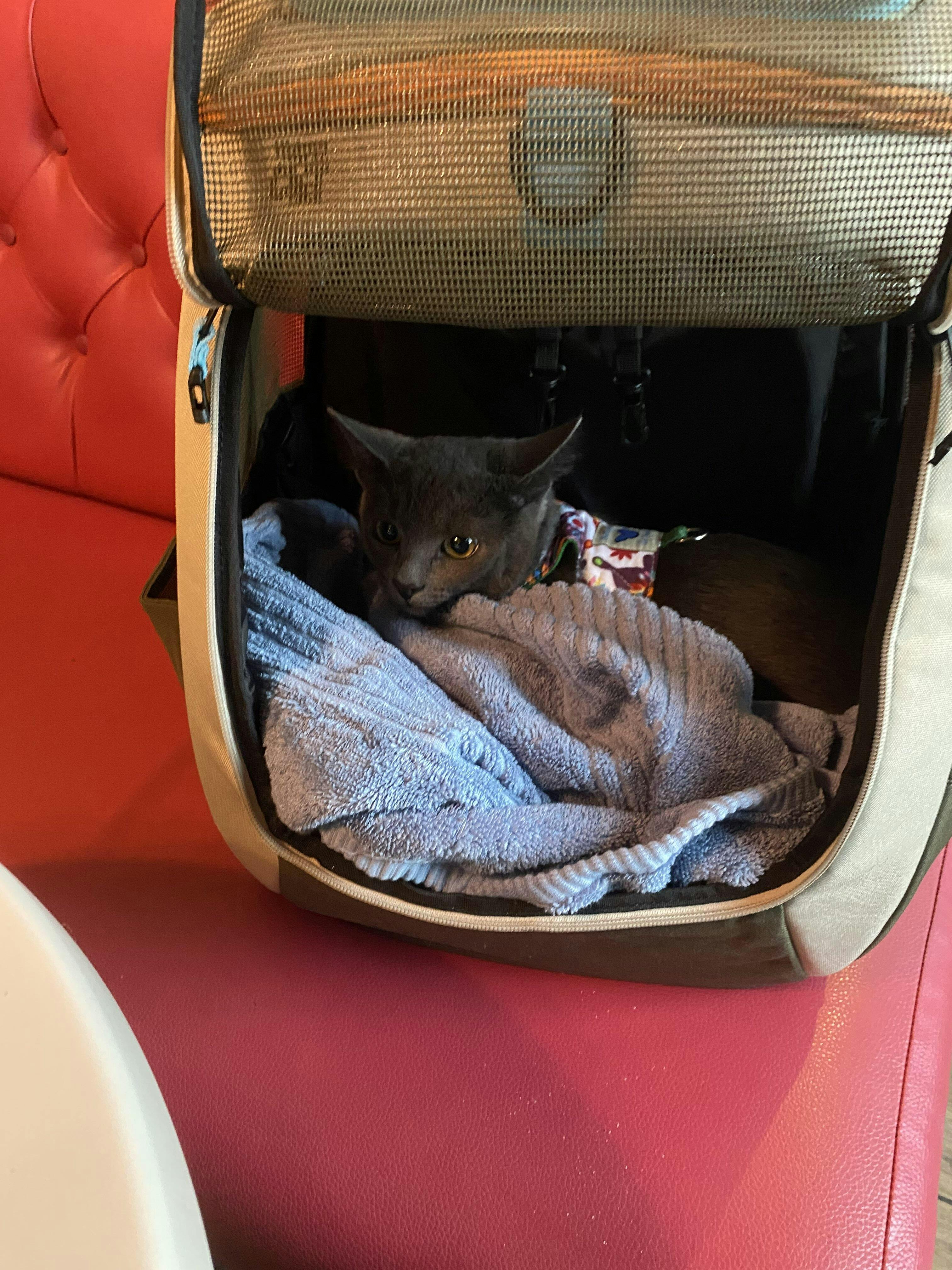 "The Navigator" Convertible Cat Backpack - For Adventurous Cats and Hu