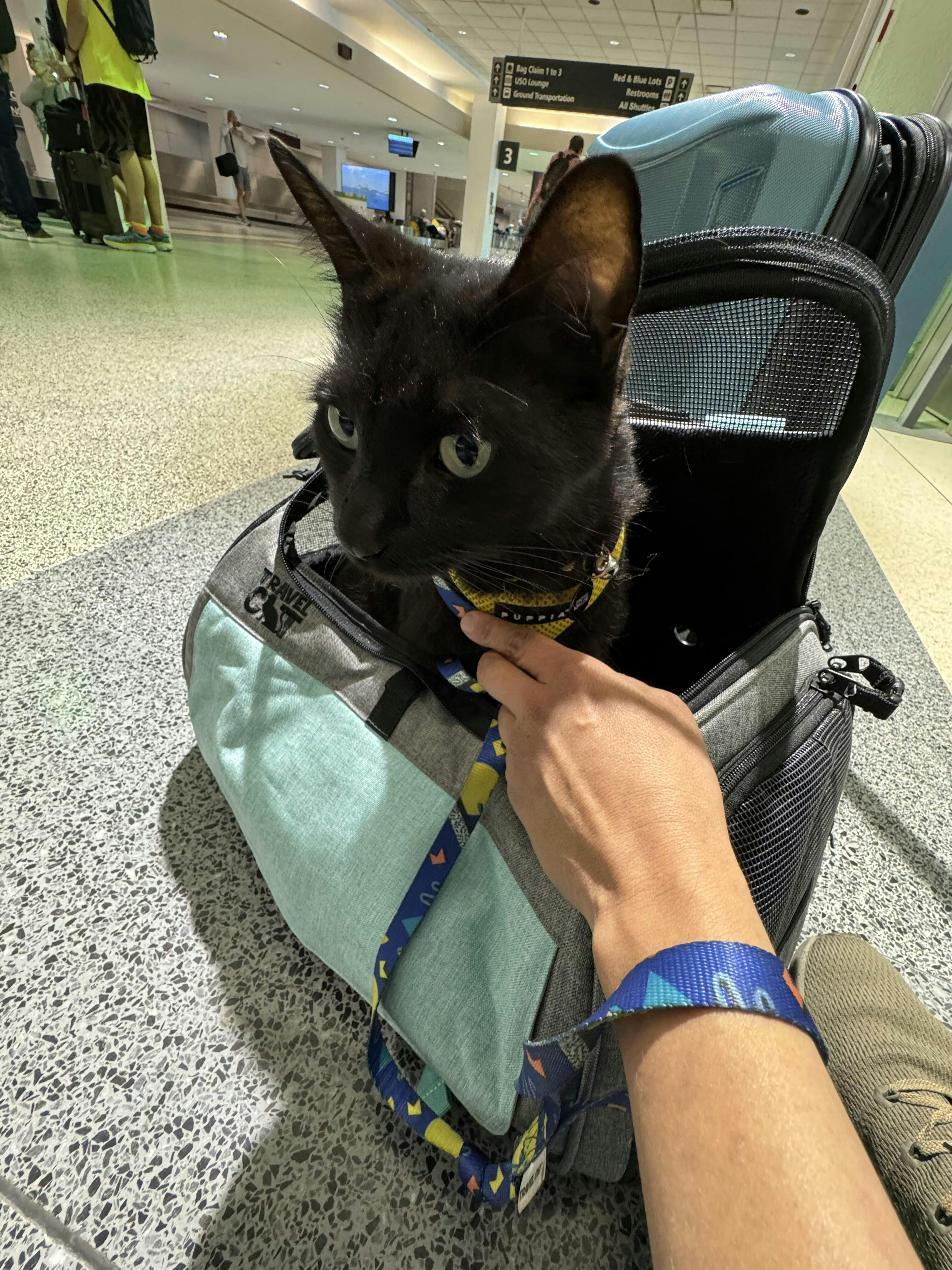 "The Transpurrter" Ultimate Calming Convertible Cat Carrier in Heather