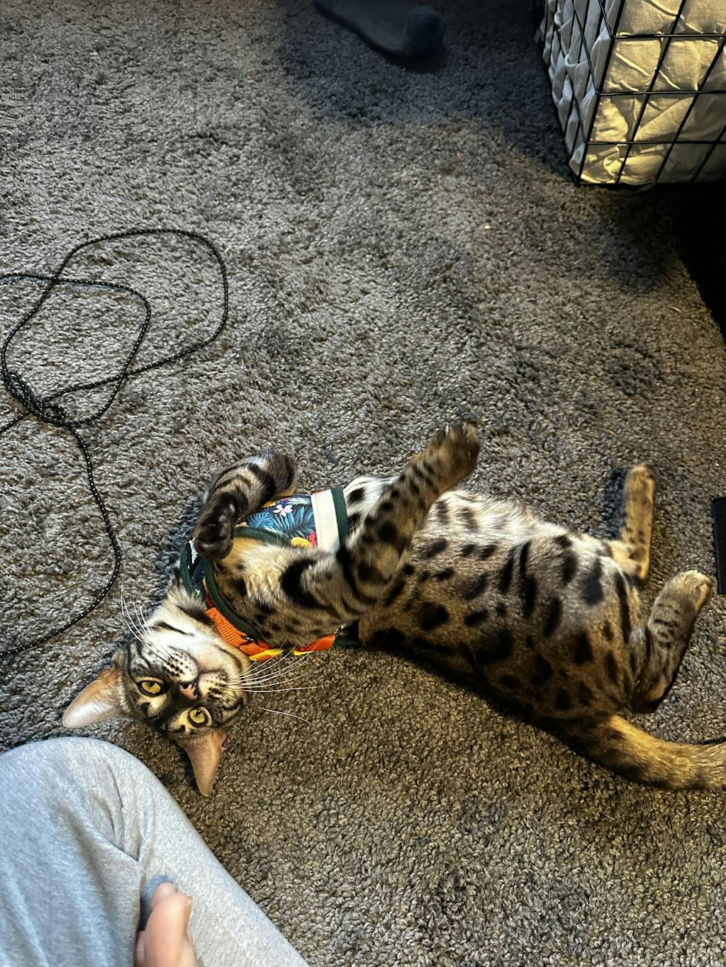 "The True Adventurer" Reflective Cat & Kitten Harness and Leash