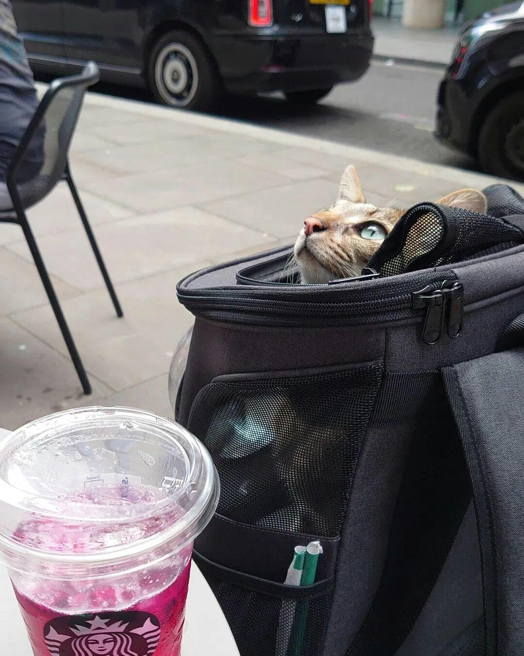 "The Fat Cat" Cat Backpack - For Larger Cats - Bubble Cat Carrier