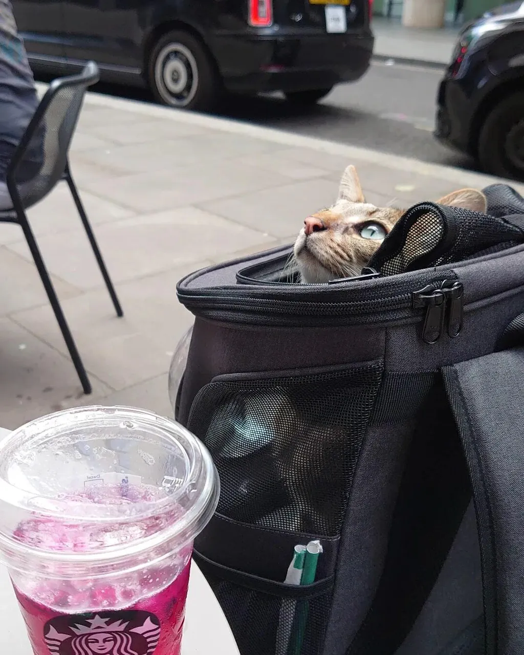 "The Fat Cat" Cat Backpack - For Larger Cats - Bubble Cat Carrier