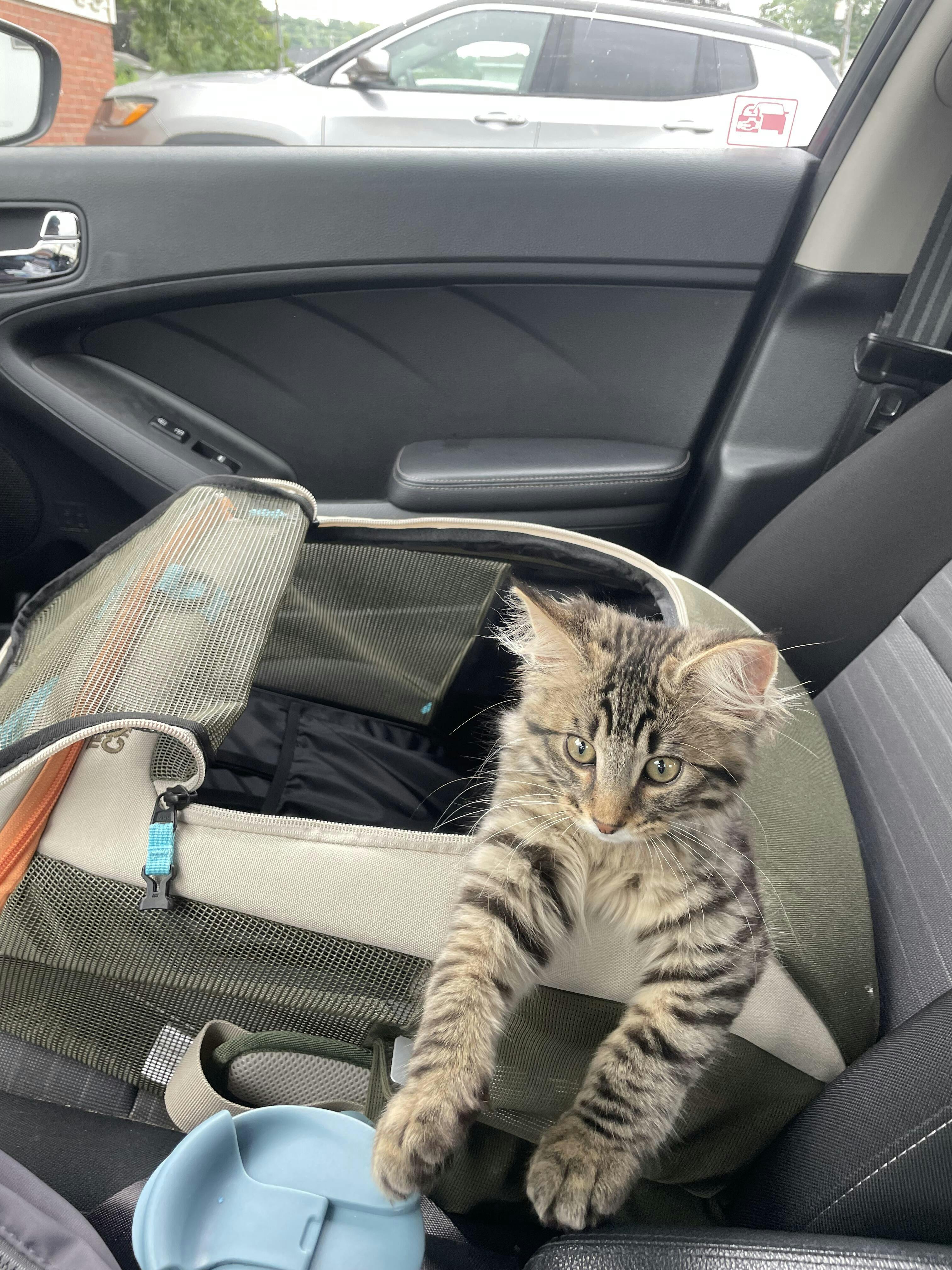 "The Navigator" Convertible Cat Backpack - For Adventurous Cats and Hu