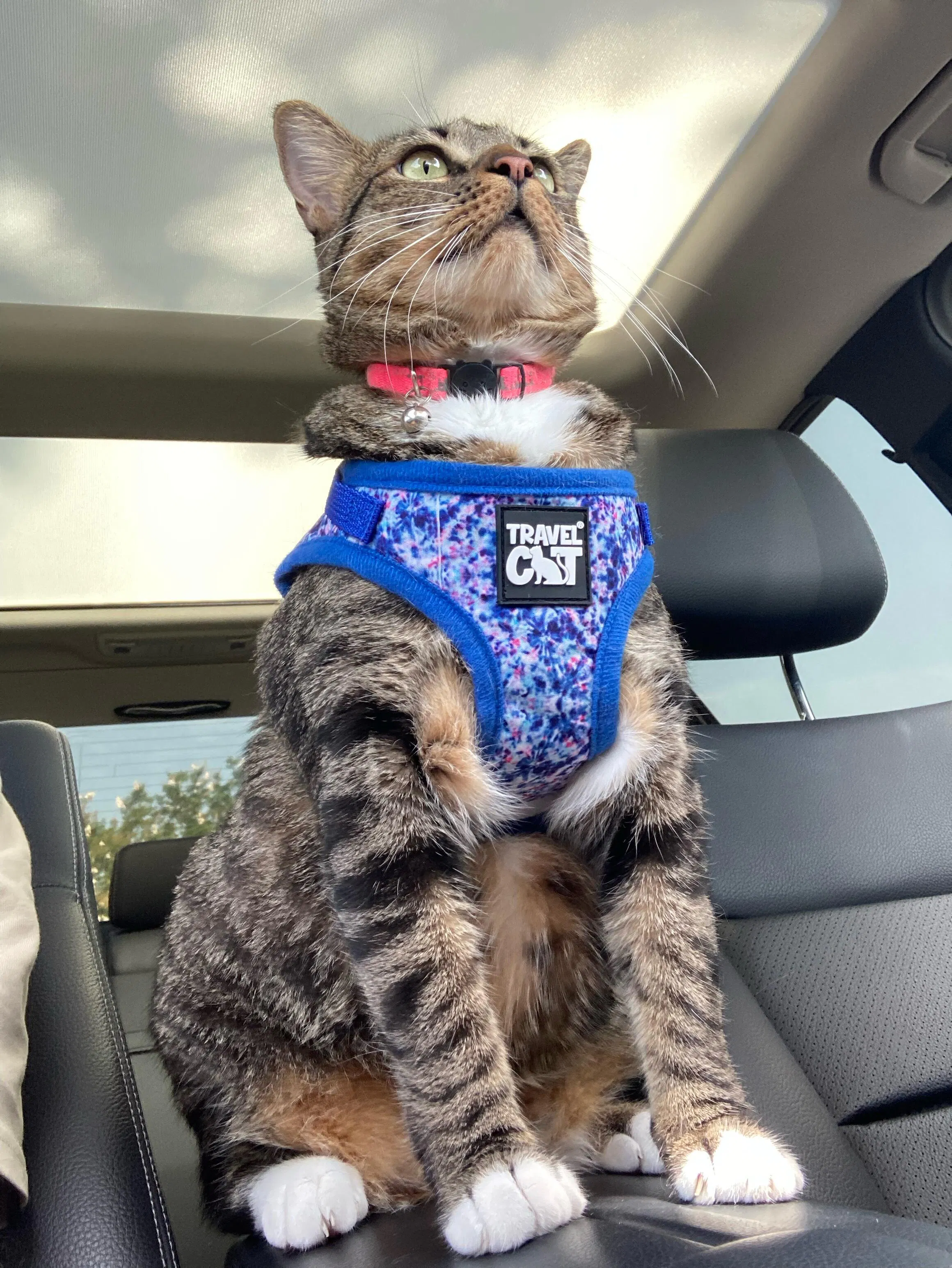 "The True Adventurer" Reflective Cat & Kitten Harness and Leash