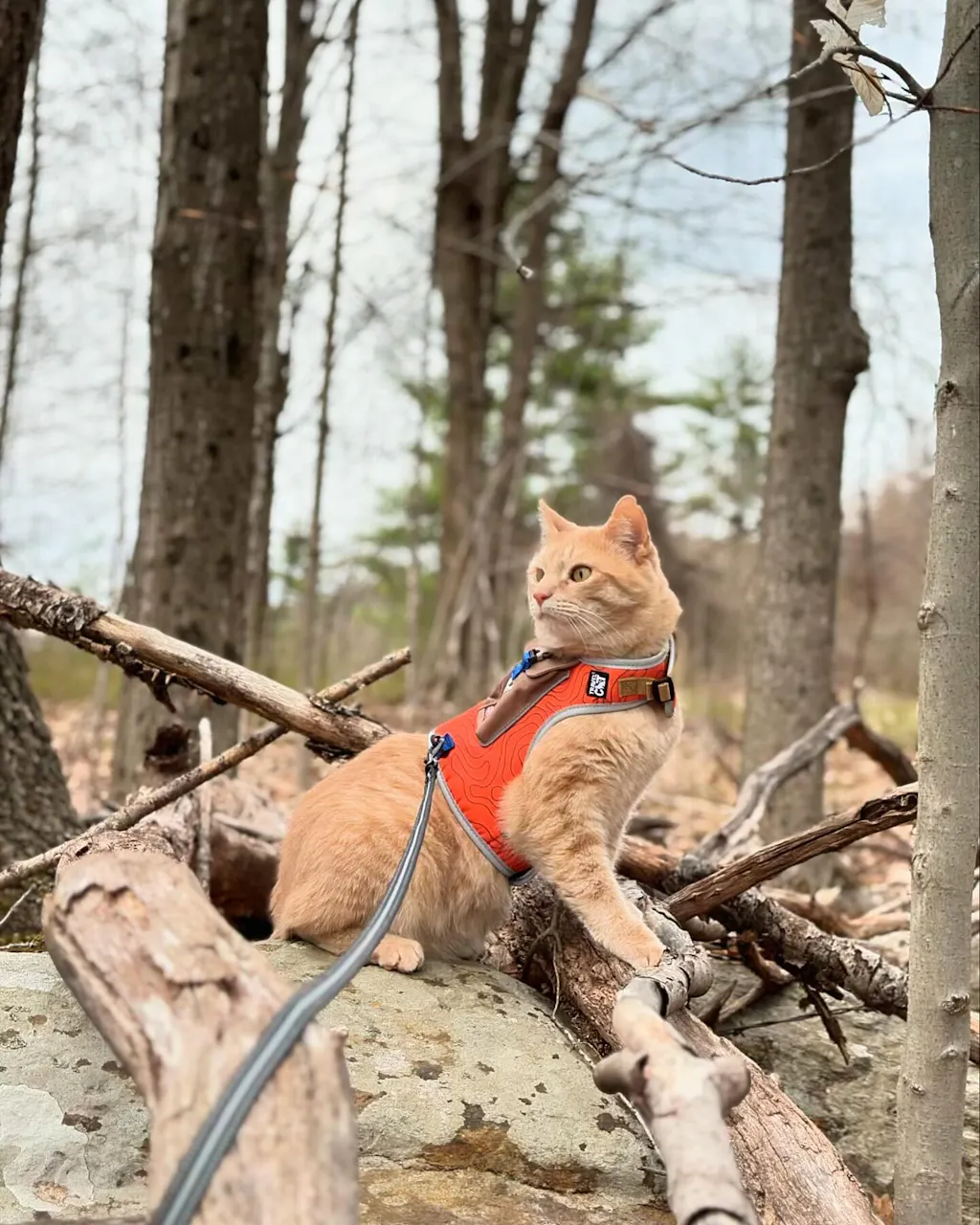 "The Pathfinder" Cat Harness with GPS Tracker Pocket - Powered by Trac