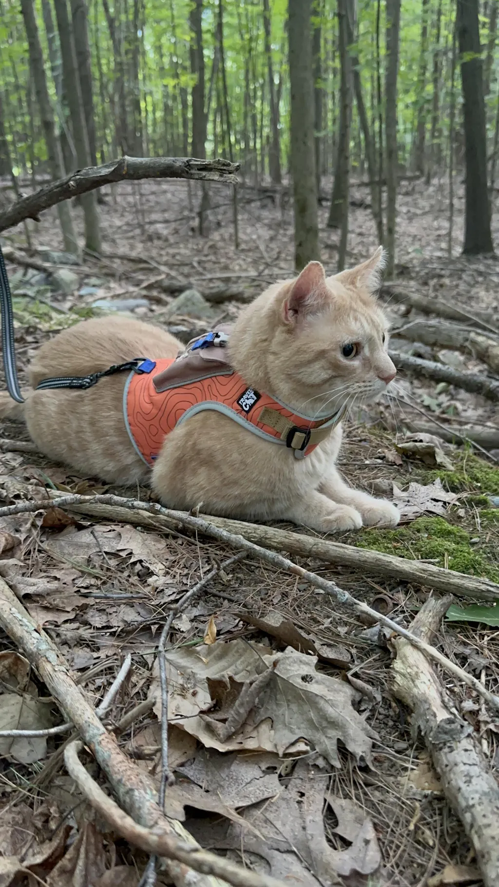"The Pathfinder" Cat Harness with GPS Tracker Pocket - Powered by Trac