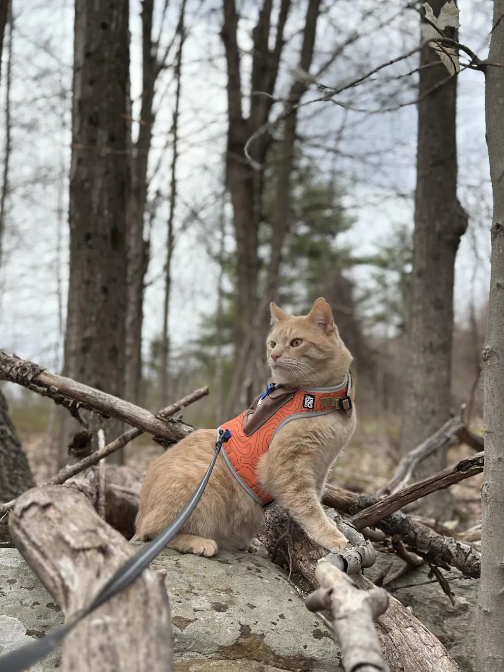 "The Pathfinder" Cat Harness & Tractive Cat GPS & Health Tracker Bundl