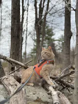 "The Pathfinder" Cat Harness & Tractive GPS Device Bundle