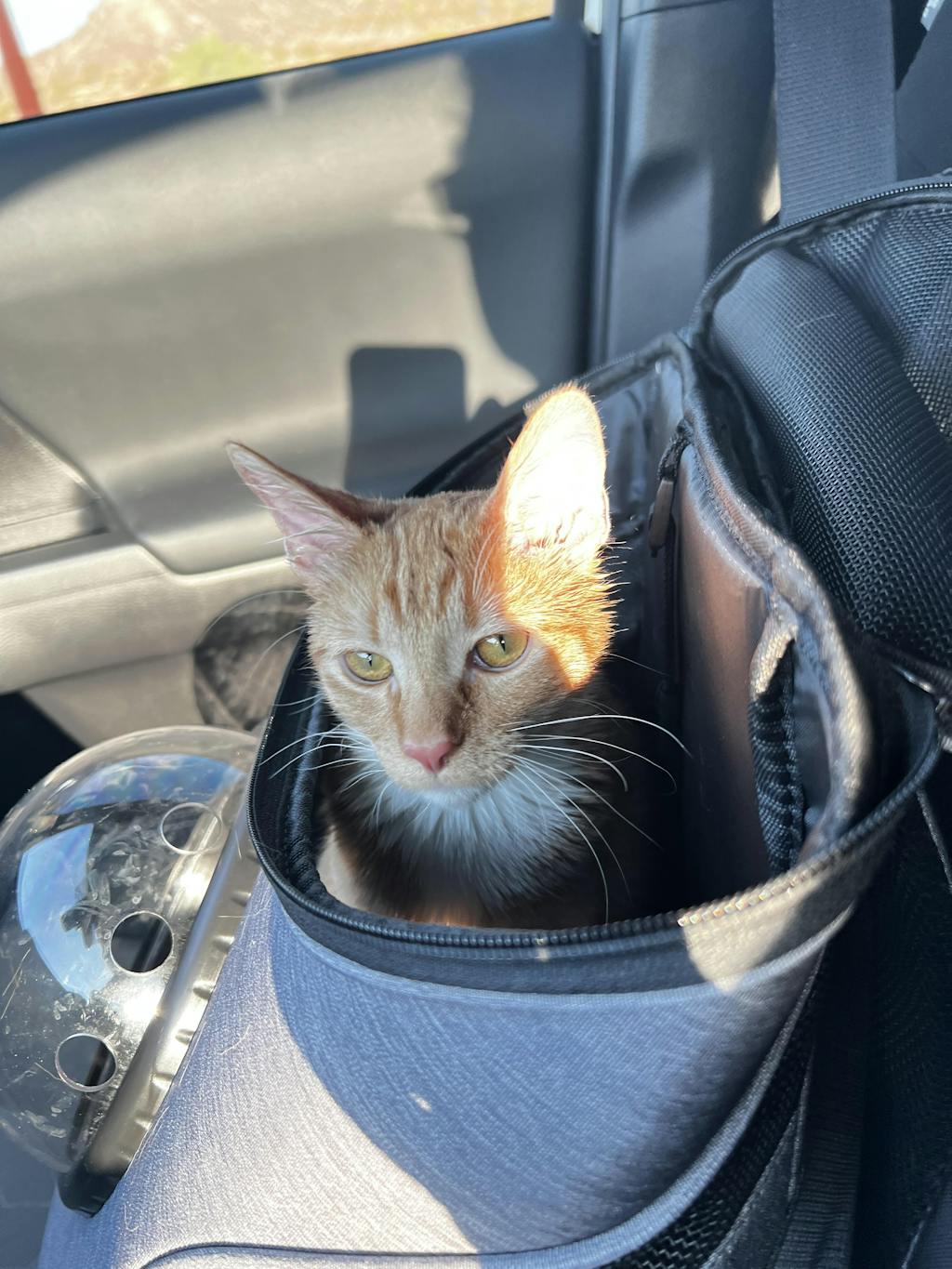 "The Fat Cat" Mini Cat Backpack