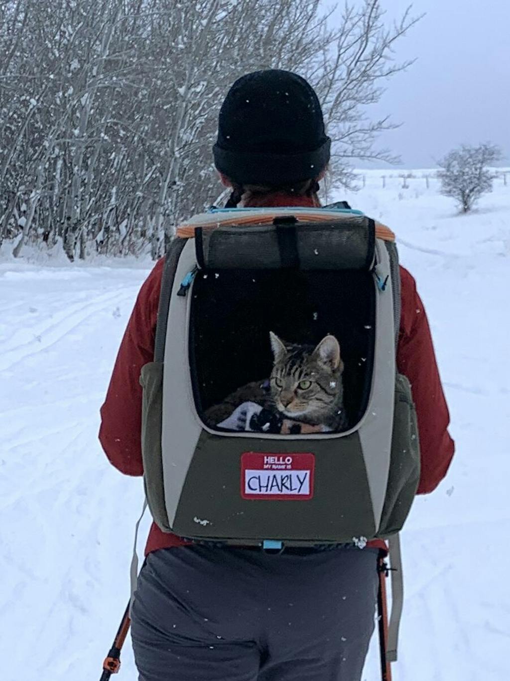 "The Navigator" Convertible Cat Backpack in Heather Grey - For Adventu
