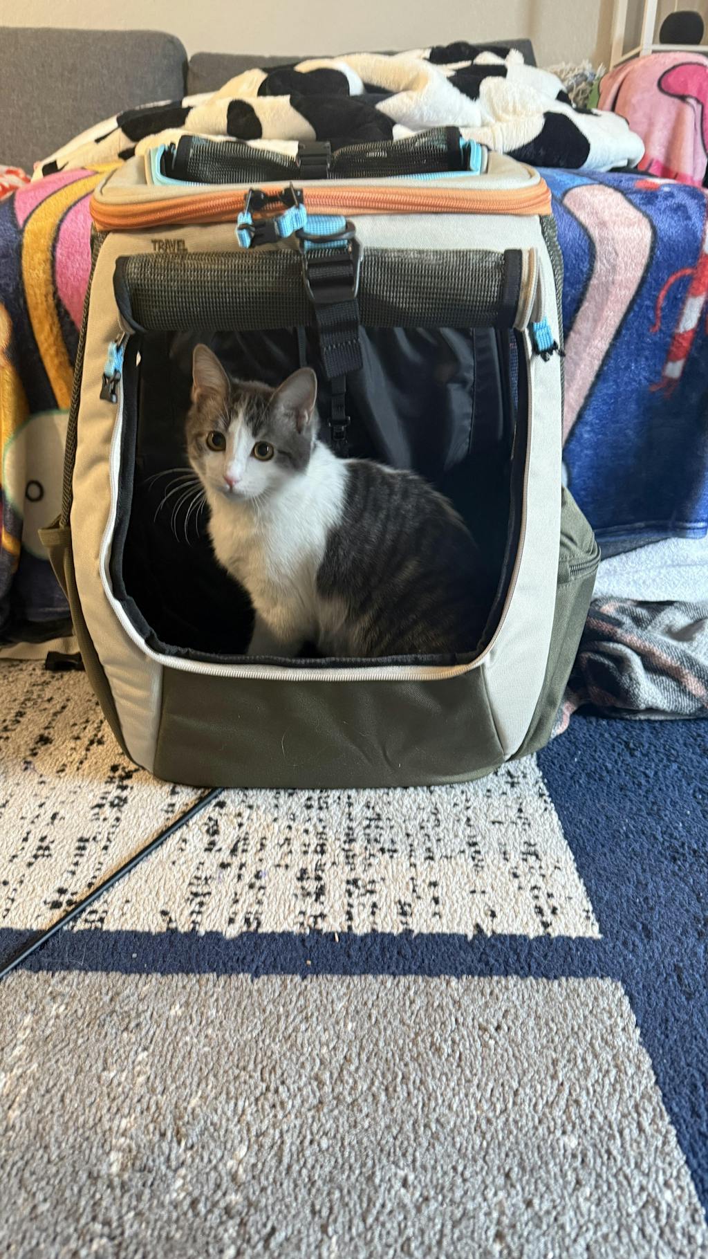 "The Navigator" Convertible Cat Backpack - For Adventurous Cats and Hu