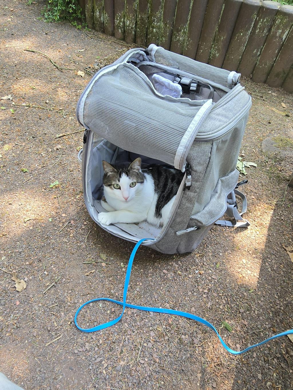 "The Navigator Earth" Convertible Cat Backpack - For Adventurous Cats