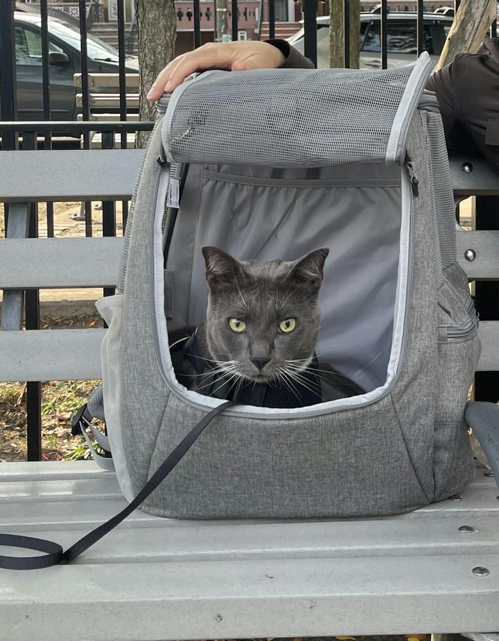 "The Navigator" Convertible Cat Backpack in Heather Grey - For Adventu