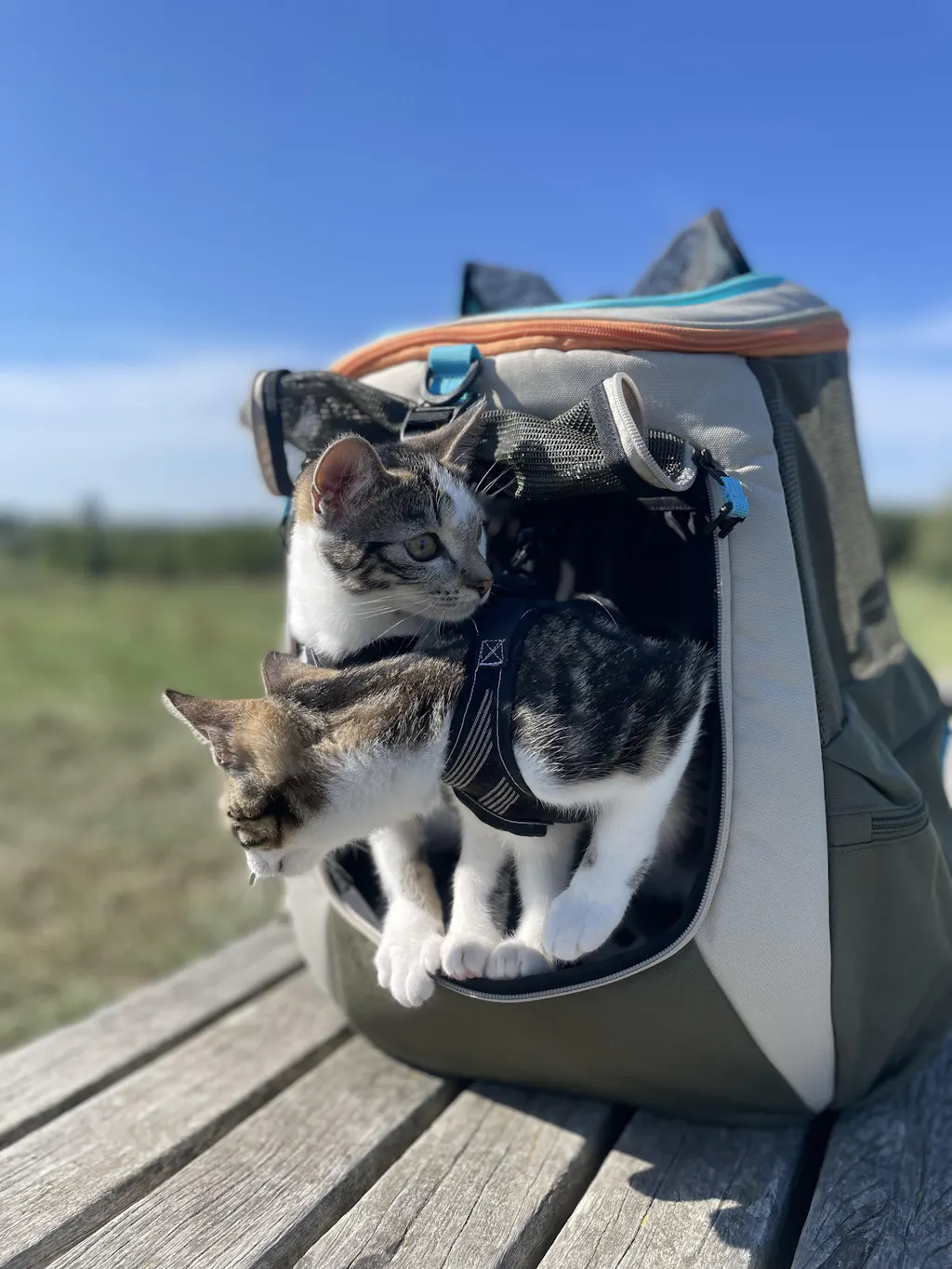 "The Navigator" Convertible Cat Backpack in Heather Grey - For Adventu