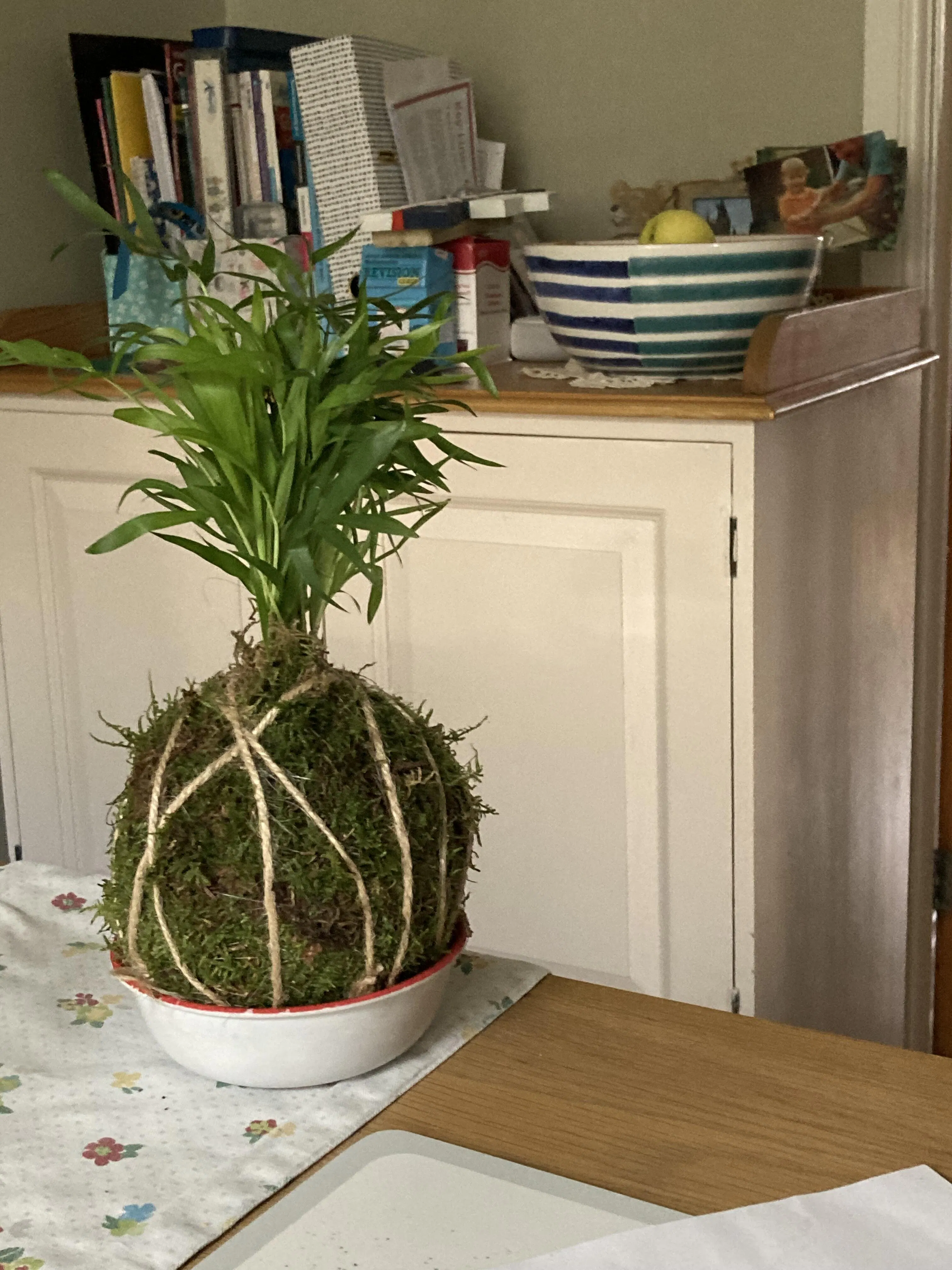 DIY Kokedama Kit | Kokedama Moss Ball – Tropical Glass