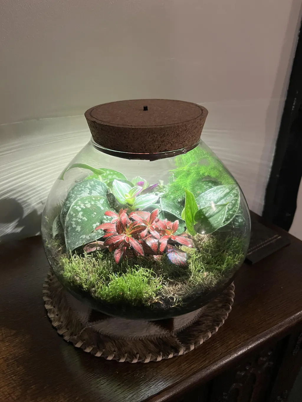 Terrarium Cork Lid with LED light - Various sizes - Tropical Glass