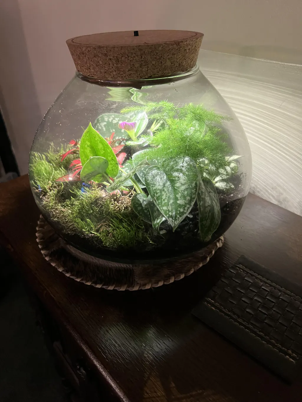 Terrarium Cork Lid with LED light - Various sizes - Tropical Glass